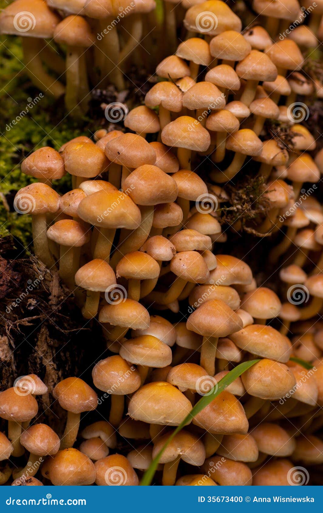 Mushrom colony stock photo. Image of macro, yellow, background - 35673400