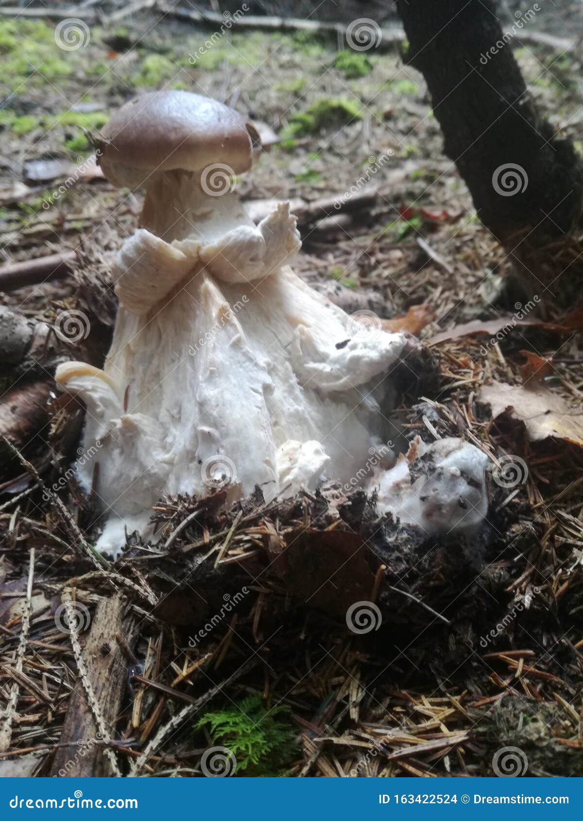 Gribi Stock Photos - Free & Royalty-Free Stock Photos from Dreamstime