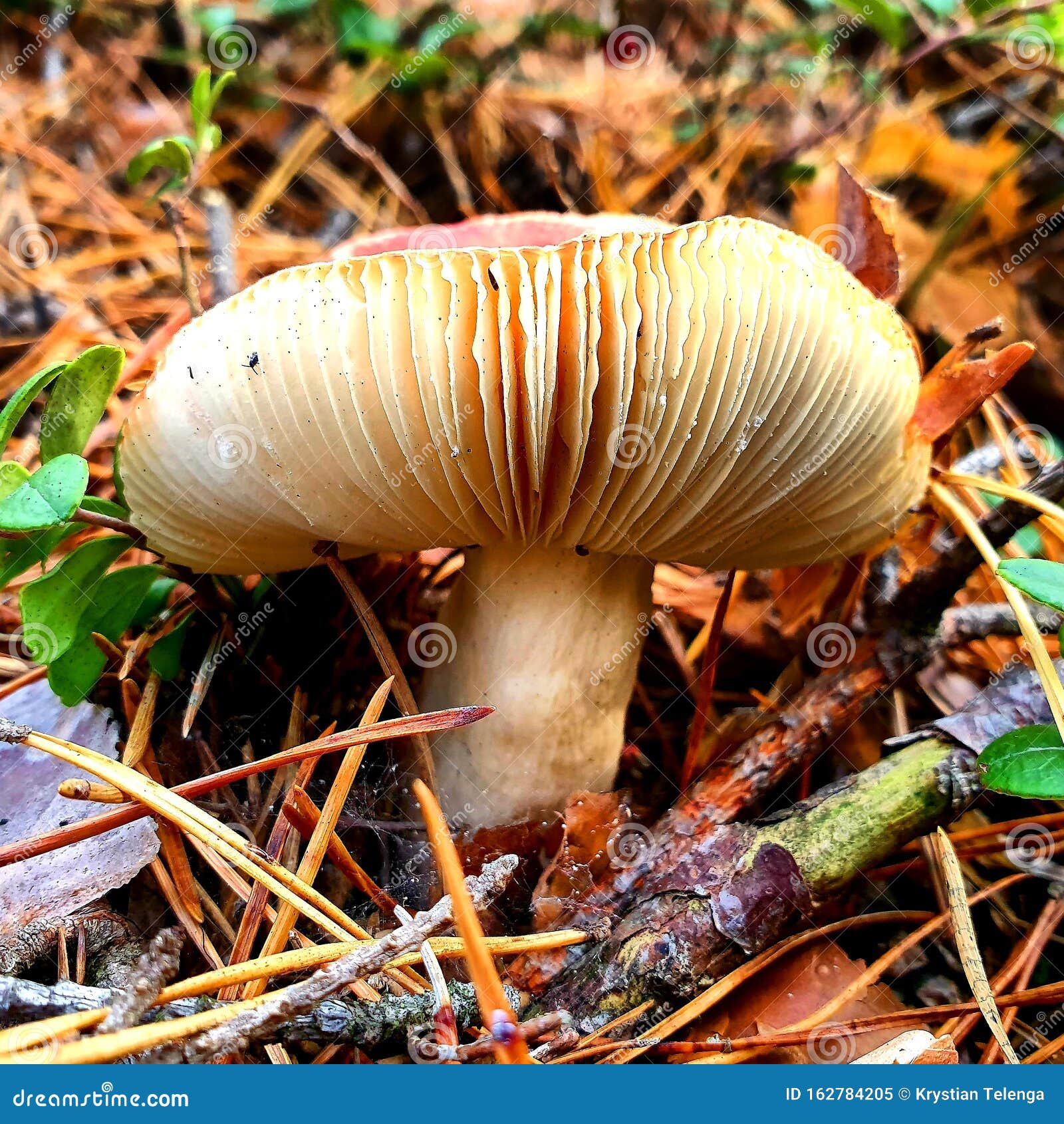 Mushroms stock image. Image of poision, forest, paterns - 162784205