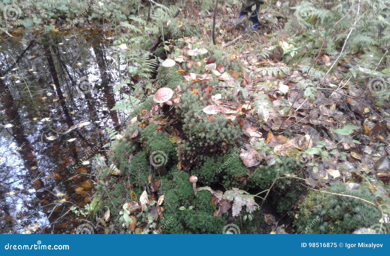 Mushroms stock image. Image of swamp, mushrooms, forest - 98516875