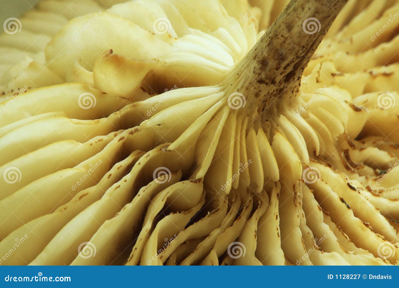 Mushroom stock image. Image of nature, toadstools, texture - 1128227