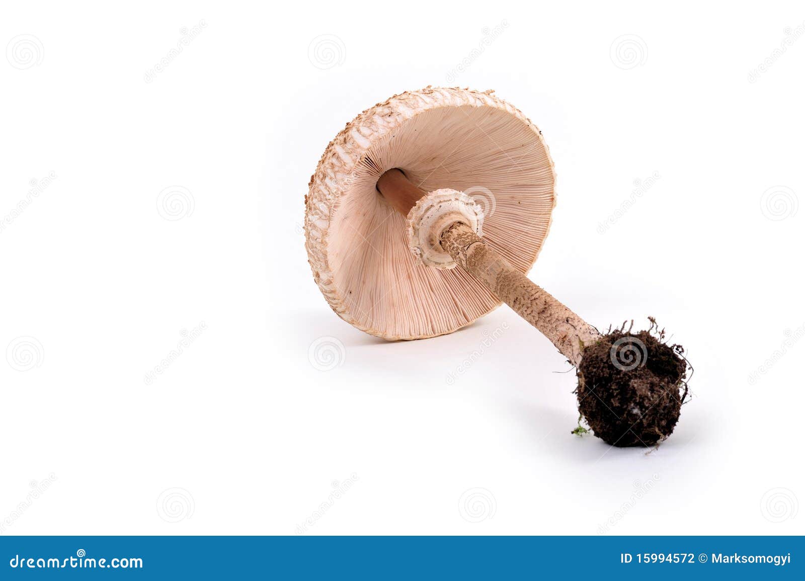 Mushroom stock photo. Image of food, annulus, stack, ground - 15994572