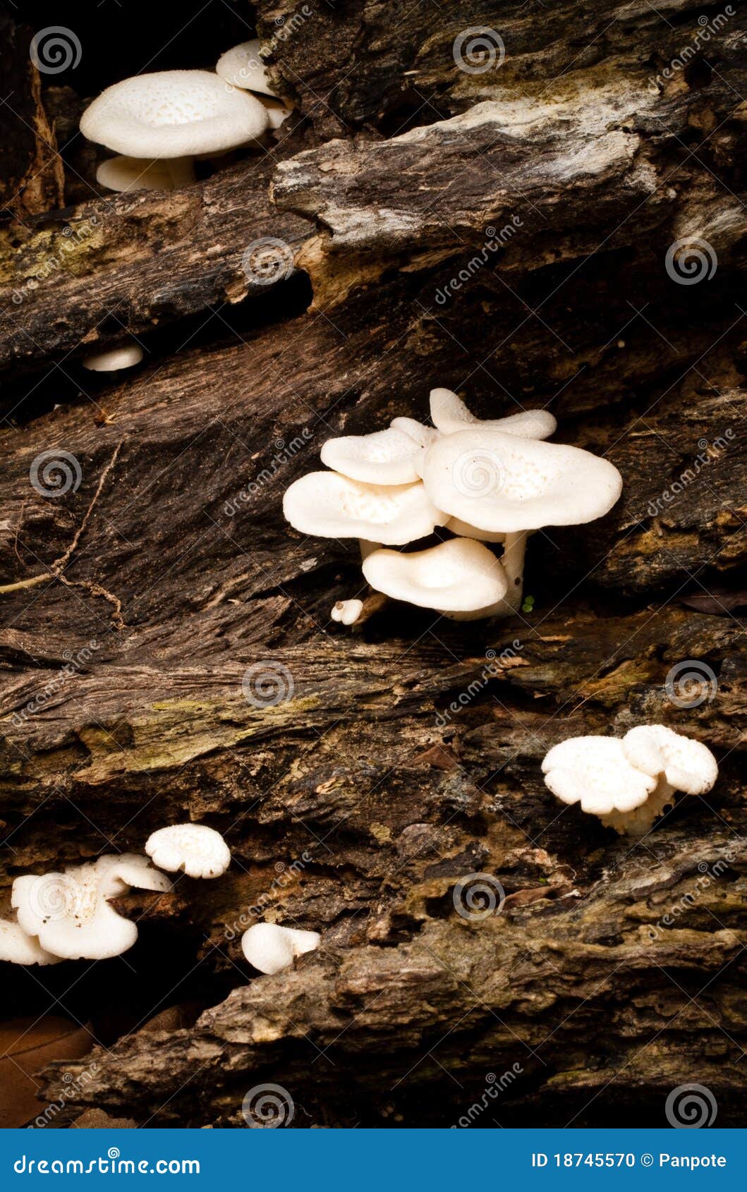 Mushroom Picture. Image: 18745570