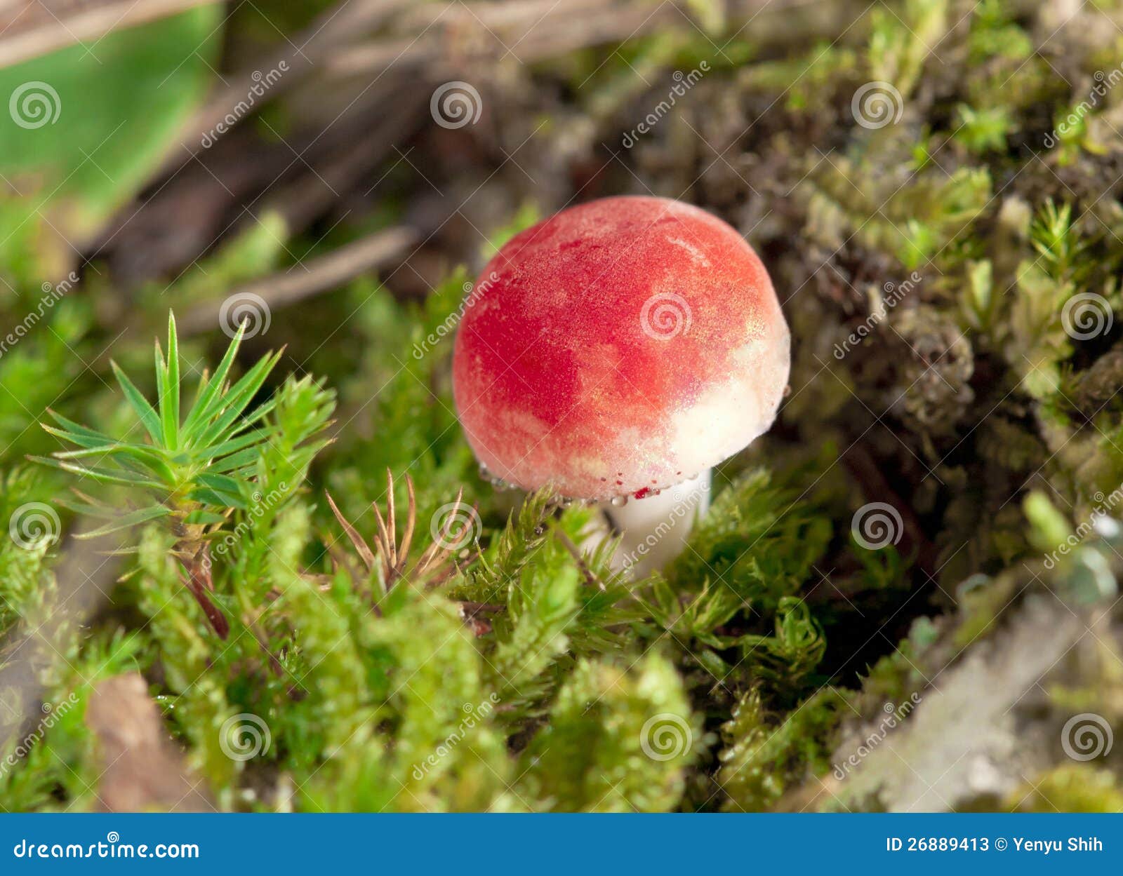 Mushroom stock image. Image of emetica, mushroom, saprophyte - 26889413