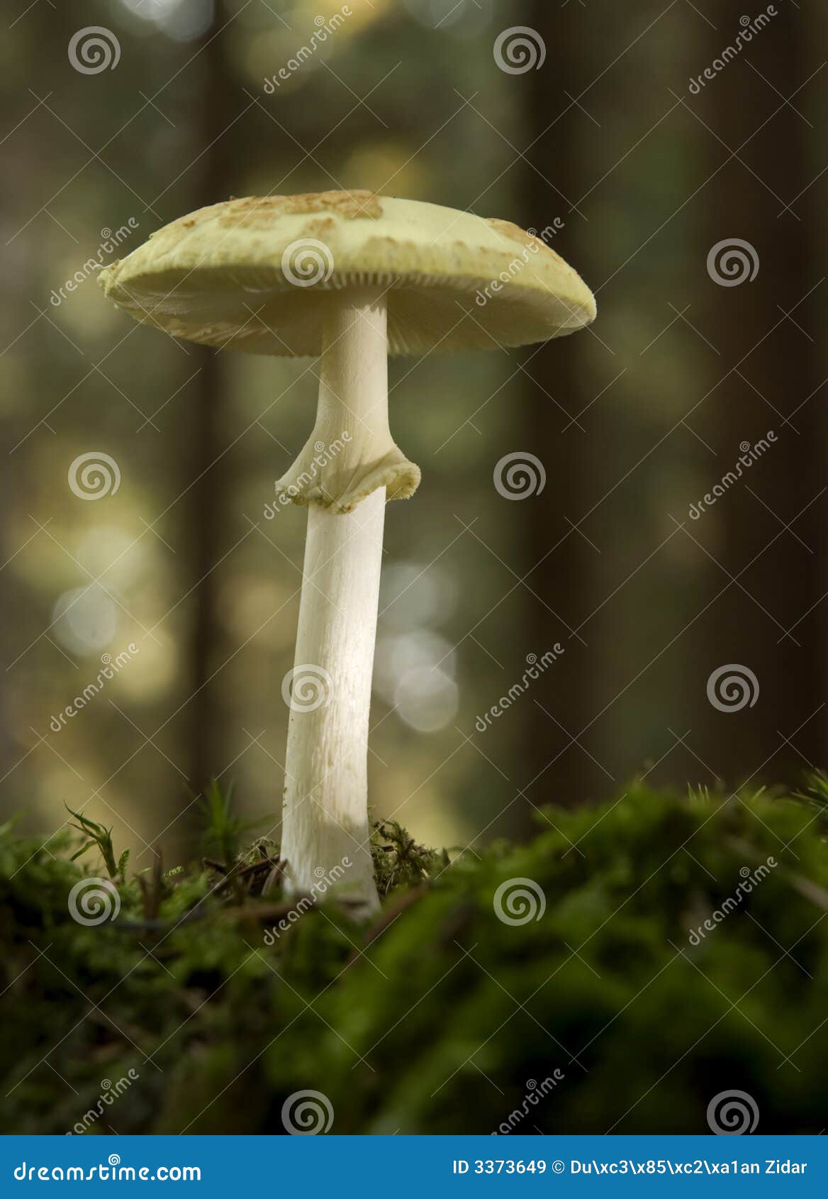 Mushroom stock image. Image of poison, macro, nature, fungi - 3373649