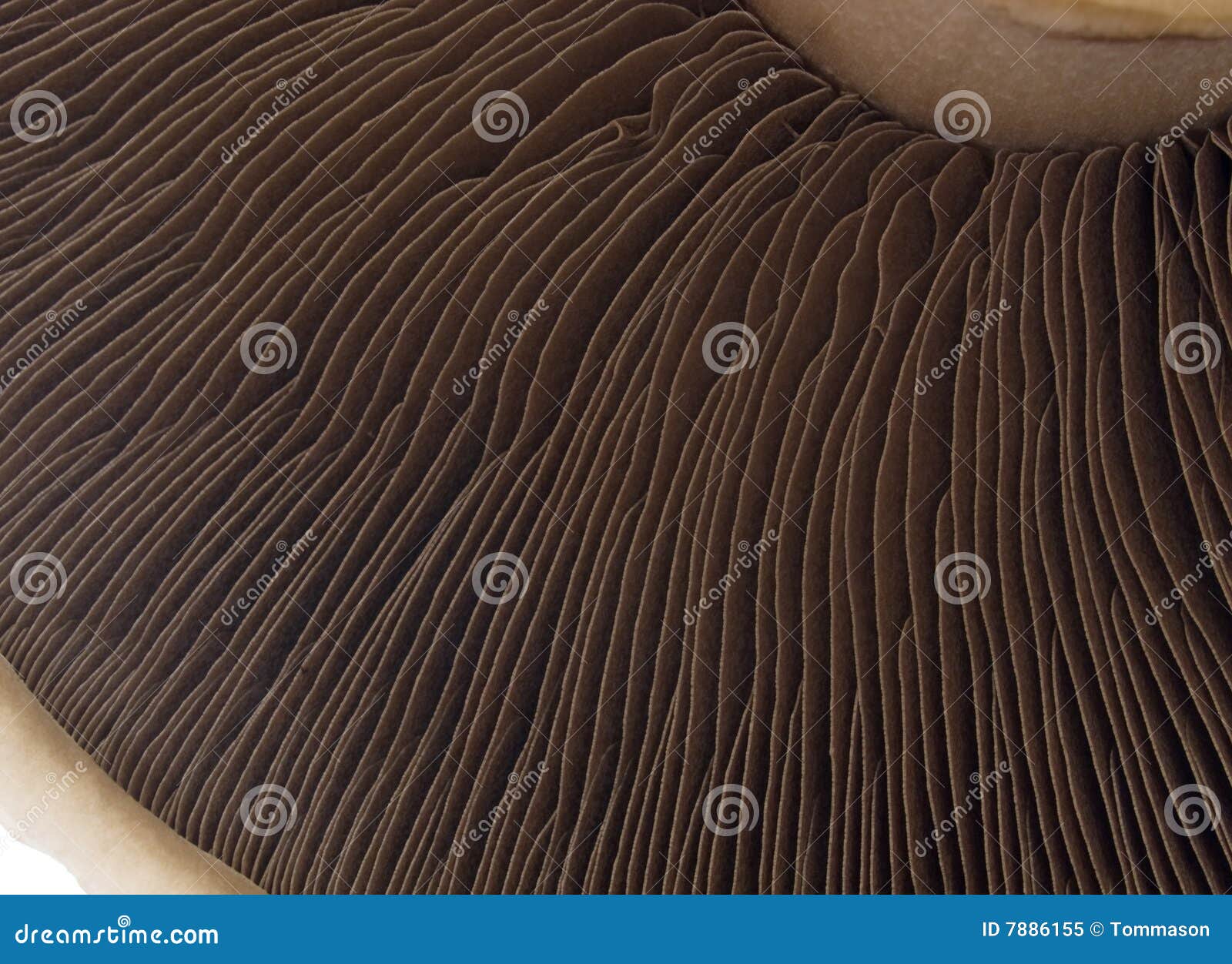Mushroom stock image. Image of food, mushroom, stalk, underside - 7886155