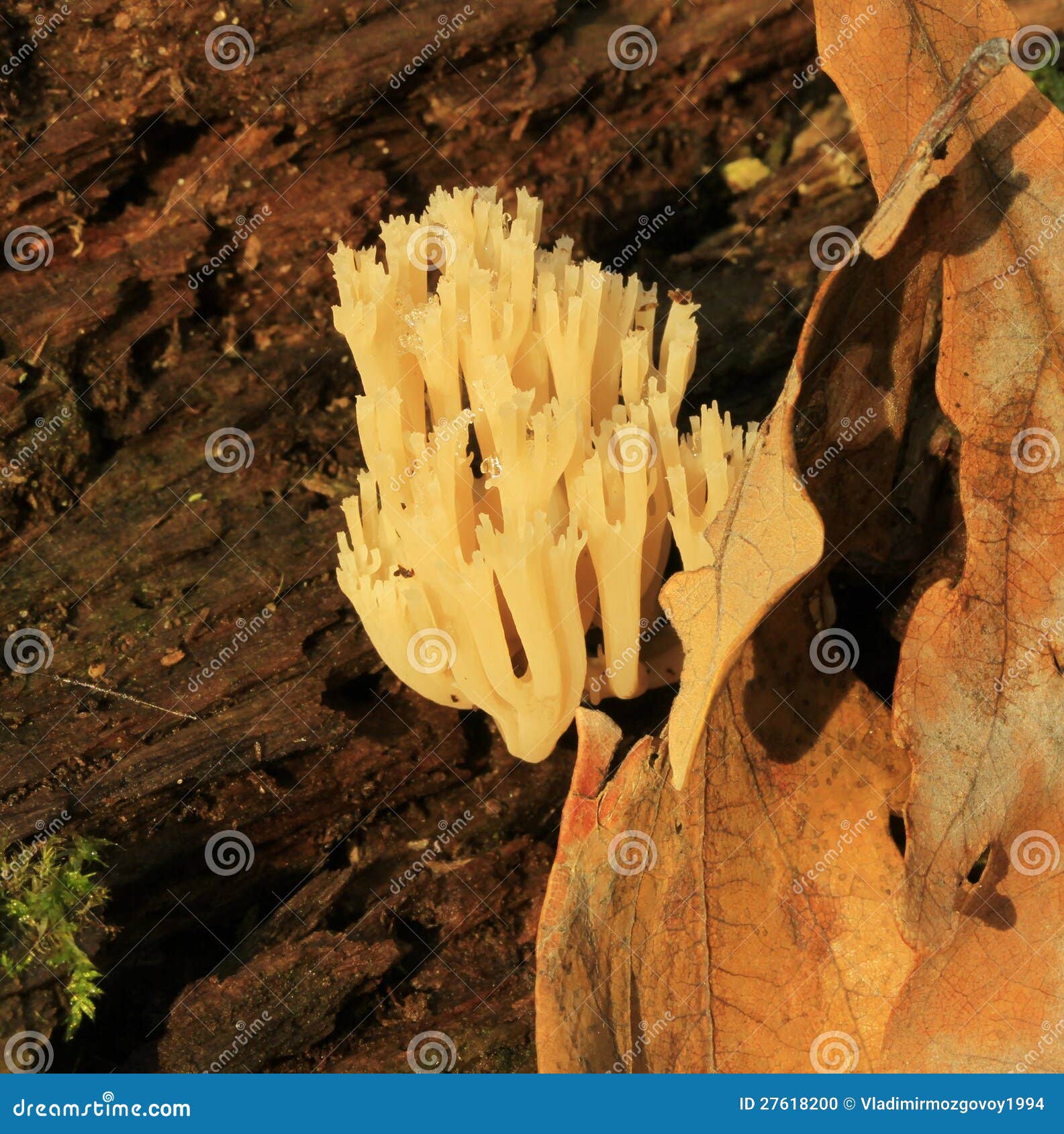 Mushroom (Artomyces Pyxidatus) Stock Photo - Image of season, artomyces ...