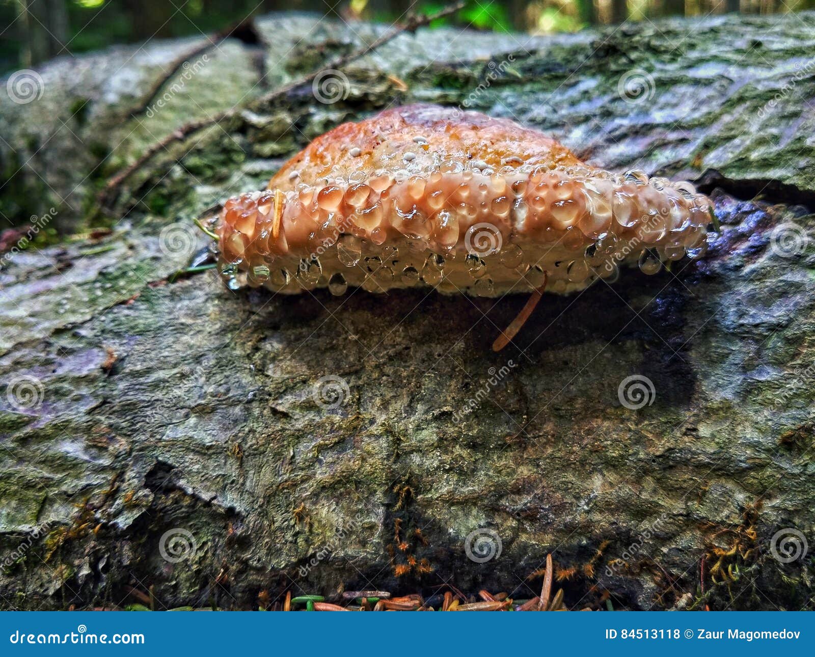 Mushroom stock photo. Image of mushroom, tree, wild, macro - 84513118