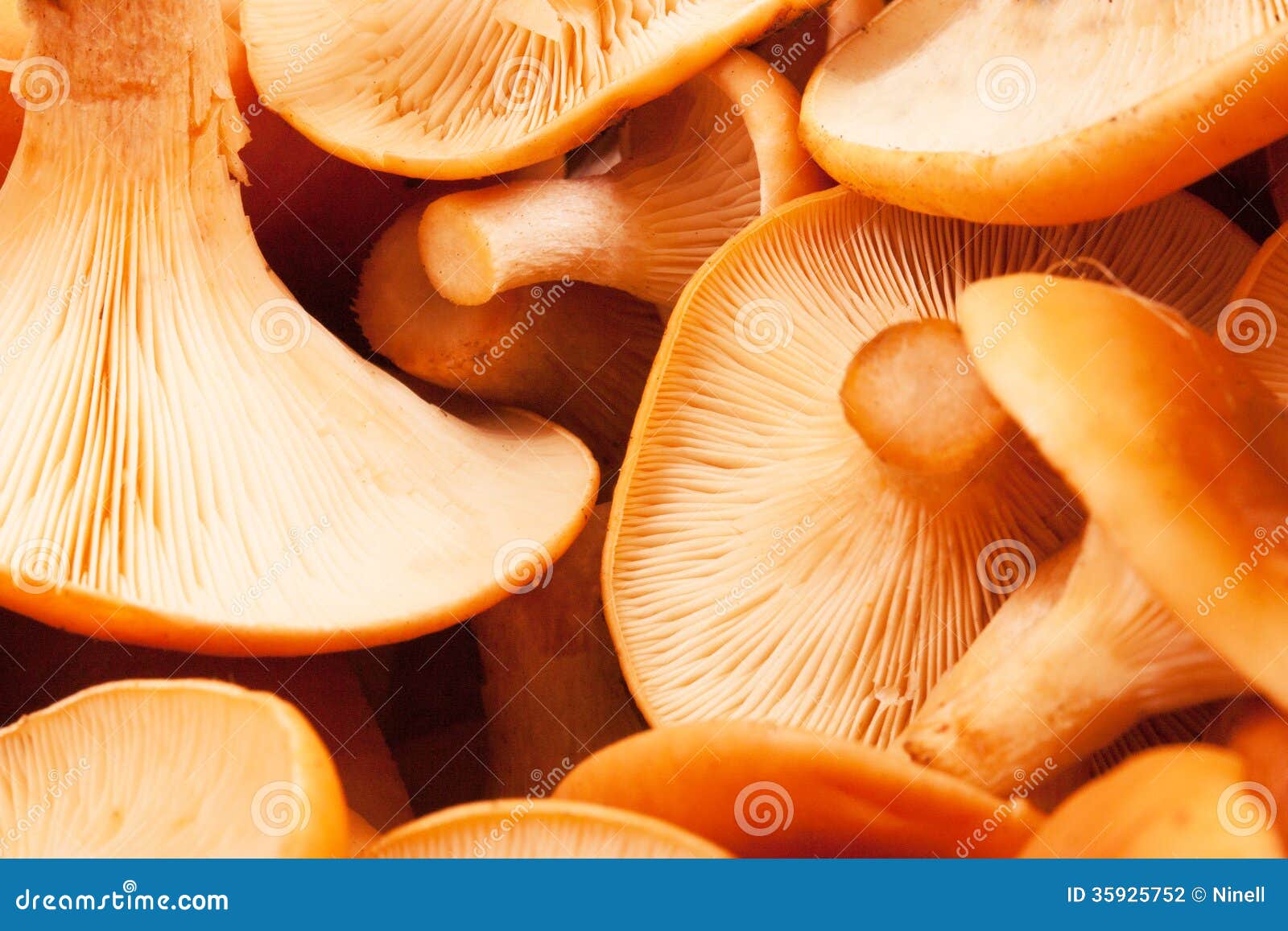 Mushroom stock photo. Image of fungus, mycelium, golden - 35925752