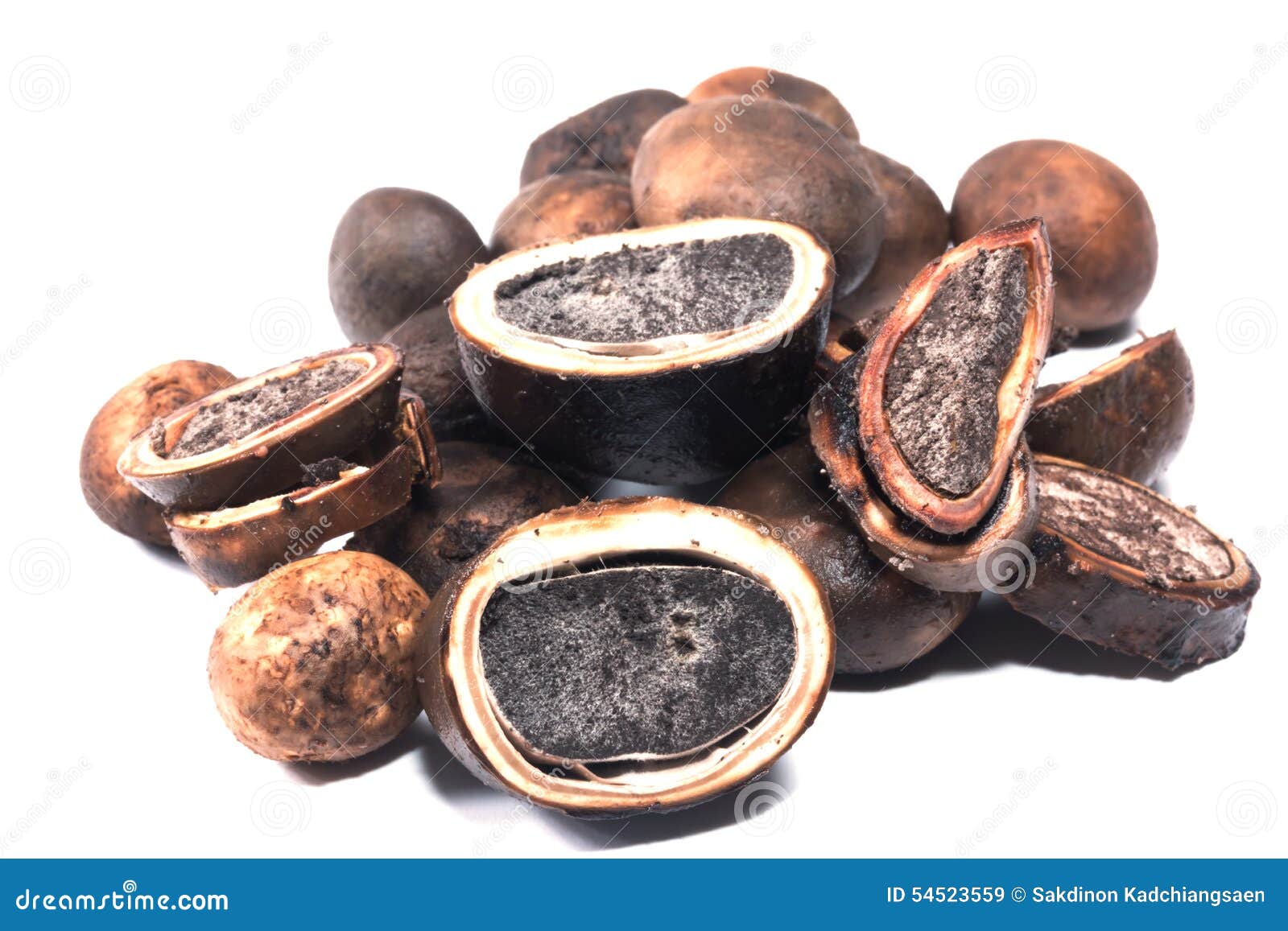 Mushroom Barometer Earthstars Astraeus Hygrometricus Stock Image ...