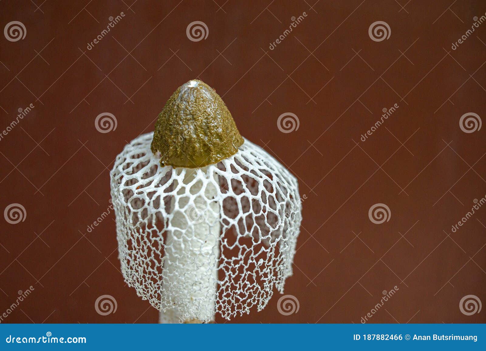 Mushroom with a Beautiful White Mesh Stock Photo - Image of bamboo ...