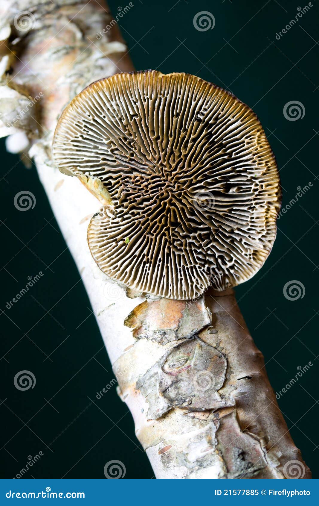 Mushroom on Birch Tree stock image. Image of plants, american - 21577885