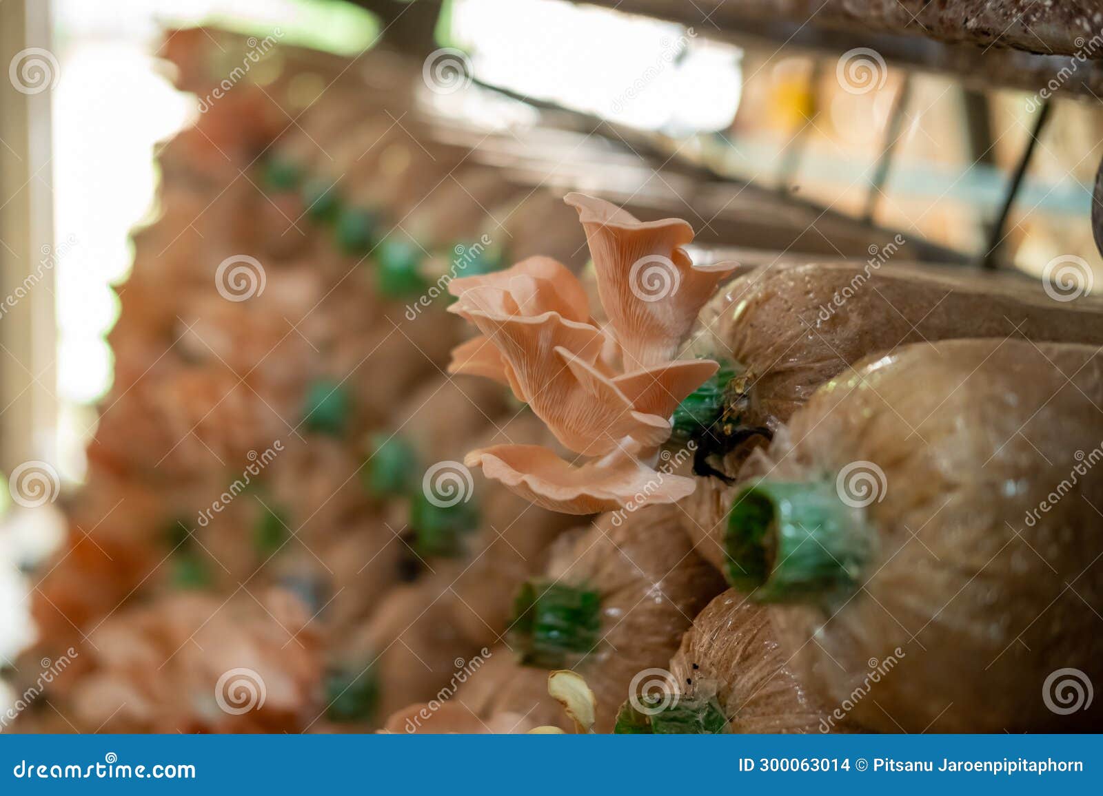 Mushroom Blocks Stacked in a Mushroom Factory Stock Photo - Image of ...