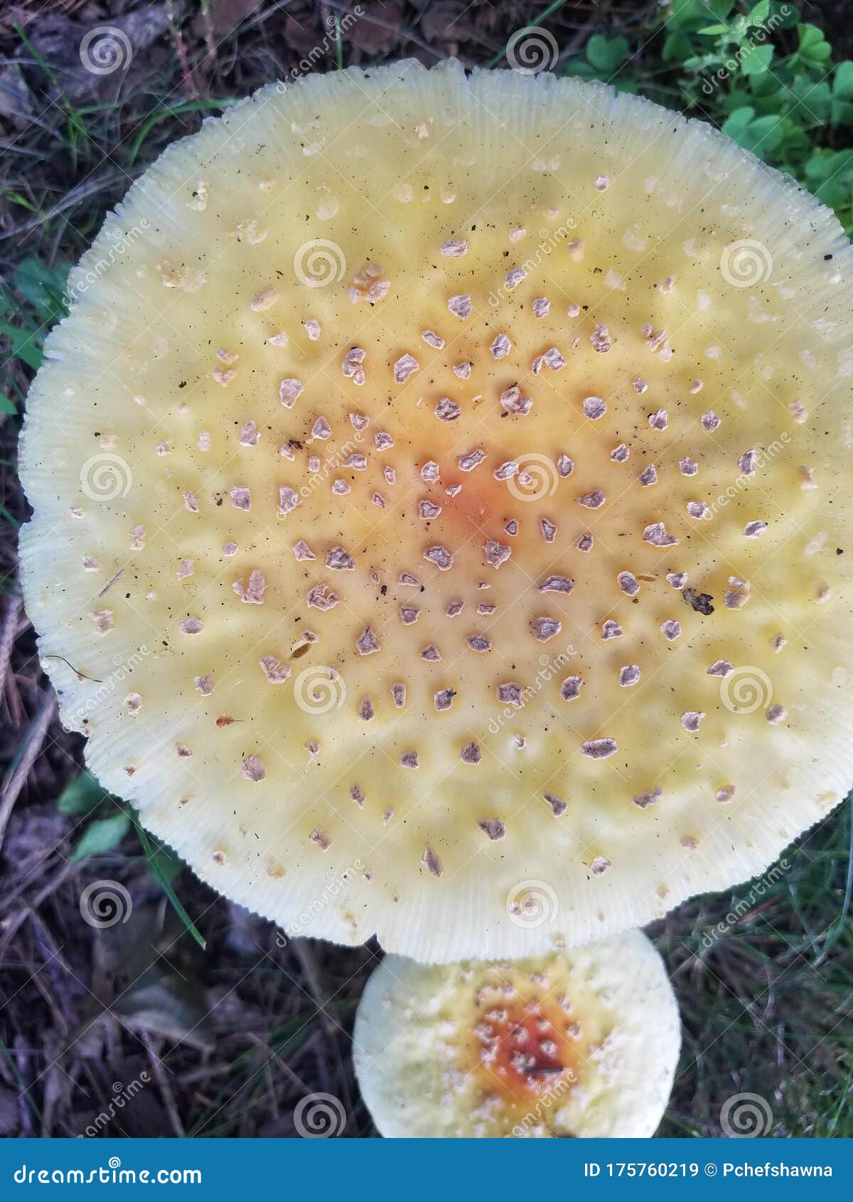 Mushroom in bloom stock image. Image of bloom, plant - 175760219