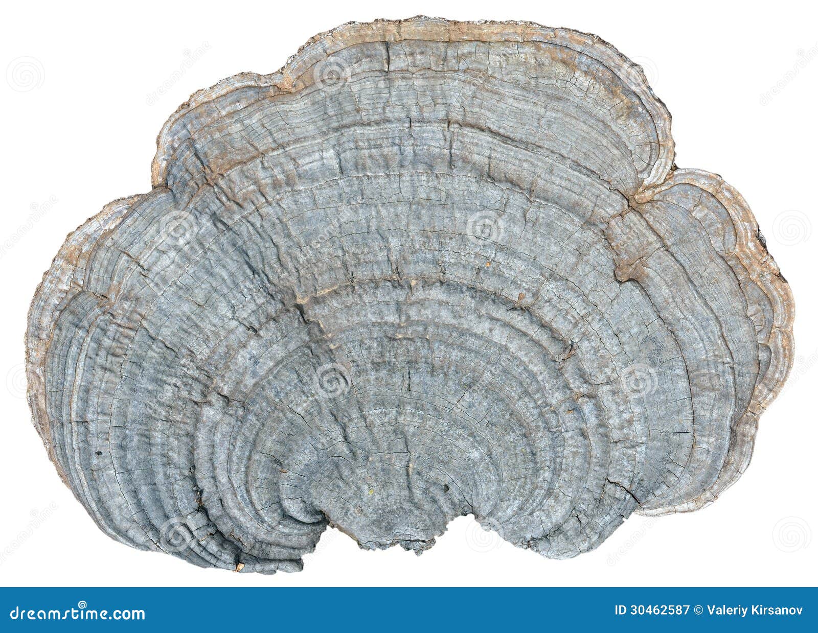 Mushroom (bracket-fungus) 4 Stock Image - Image of polypore, mushroom ...