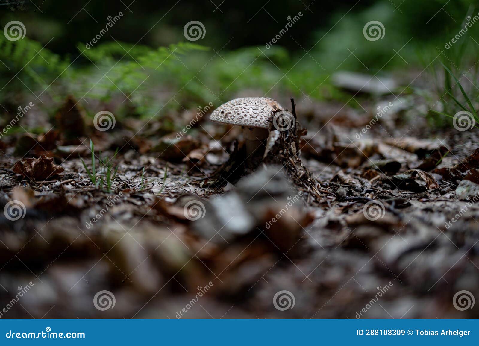 Mushroom Breaks through the Forest Floor Stock Image - Image of floor ...