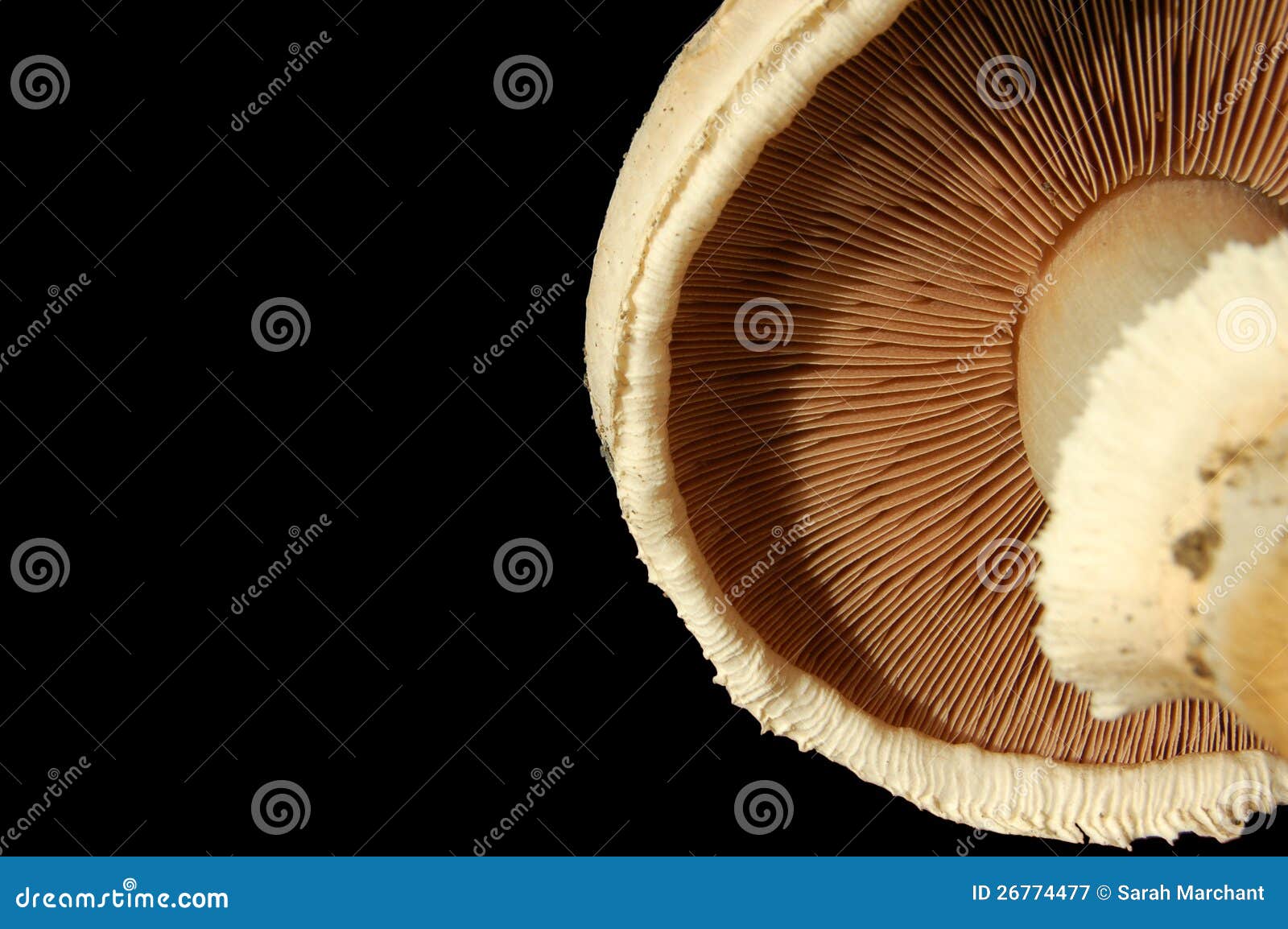 Mushroom cap stock image. Image of underside, ingredient - 26774477