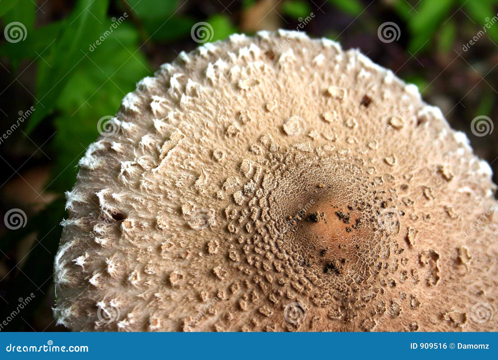 Mushroom cap stock photo. Image of fungus, fungi, macro - 909516