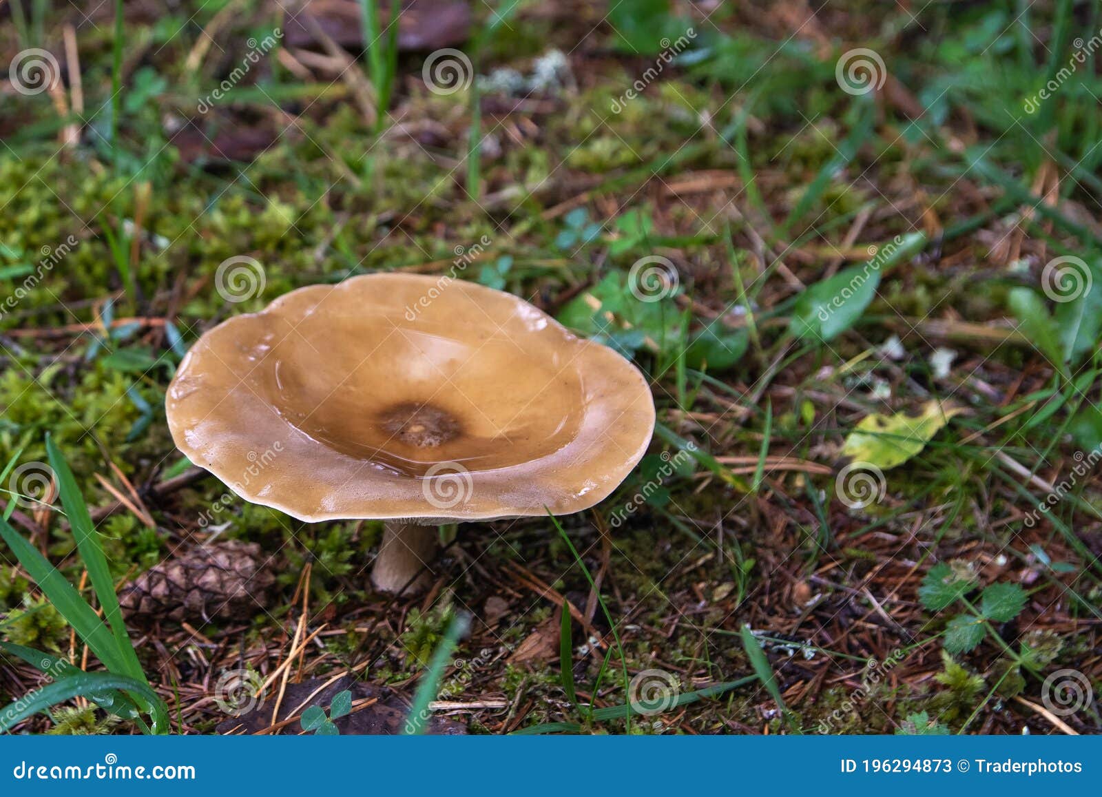 Mushroom with a Cap Filled with Rainwater Stock Image - Image of ...