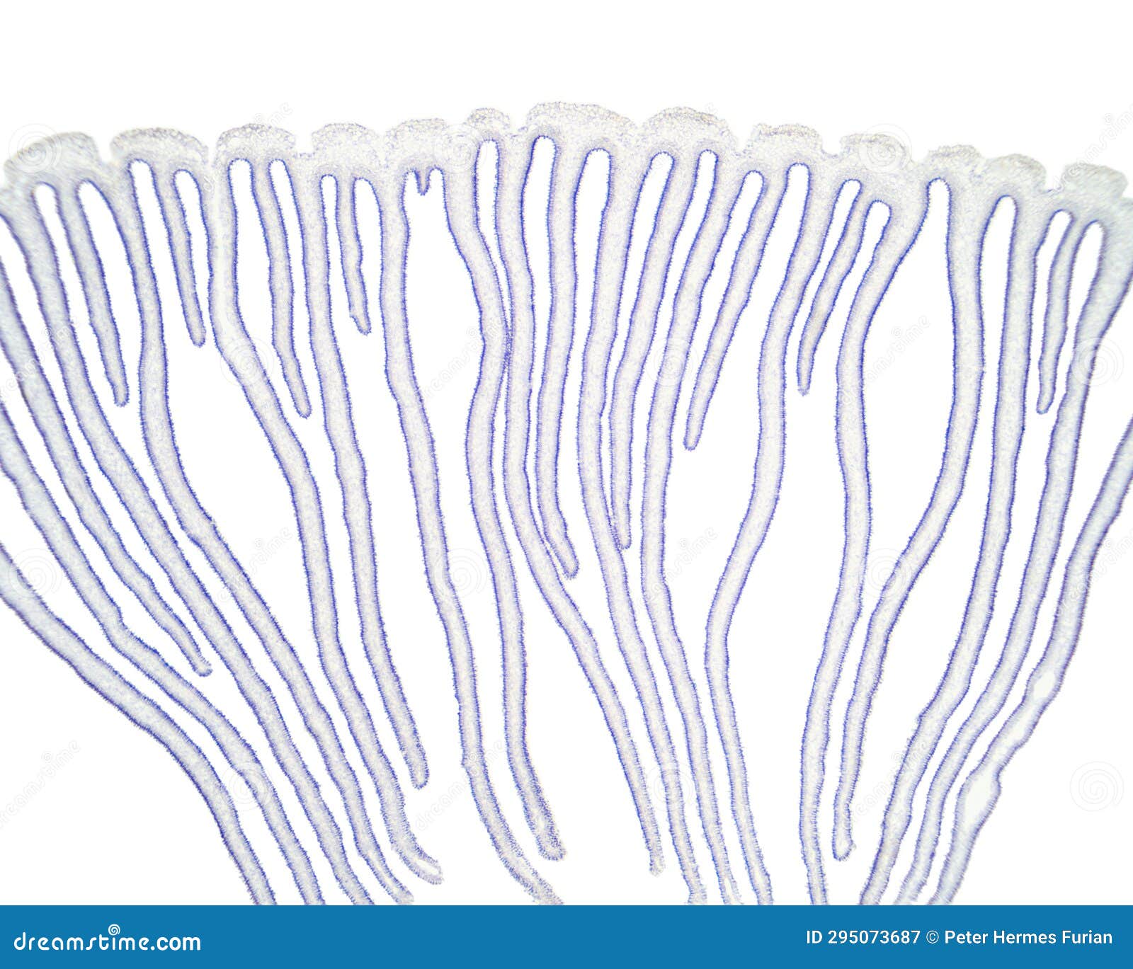 Mushroom Cap With Lamellae, Agaric Fungus, Cross Section, 20X Light ...