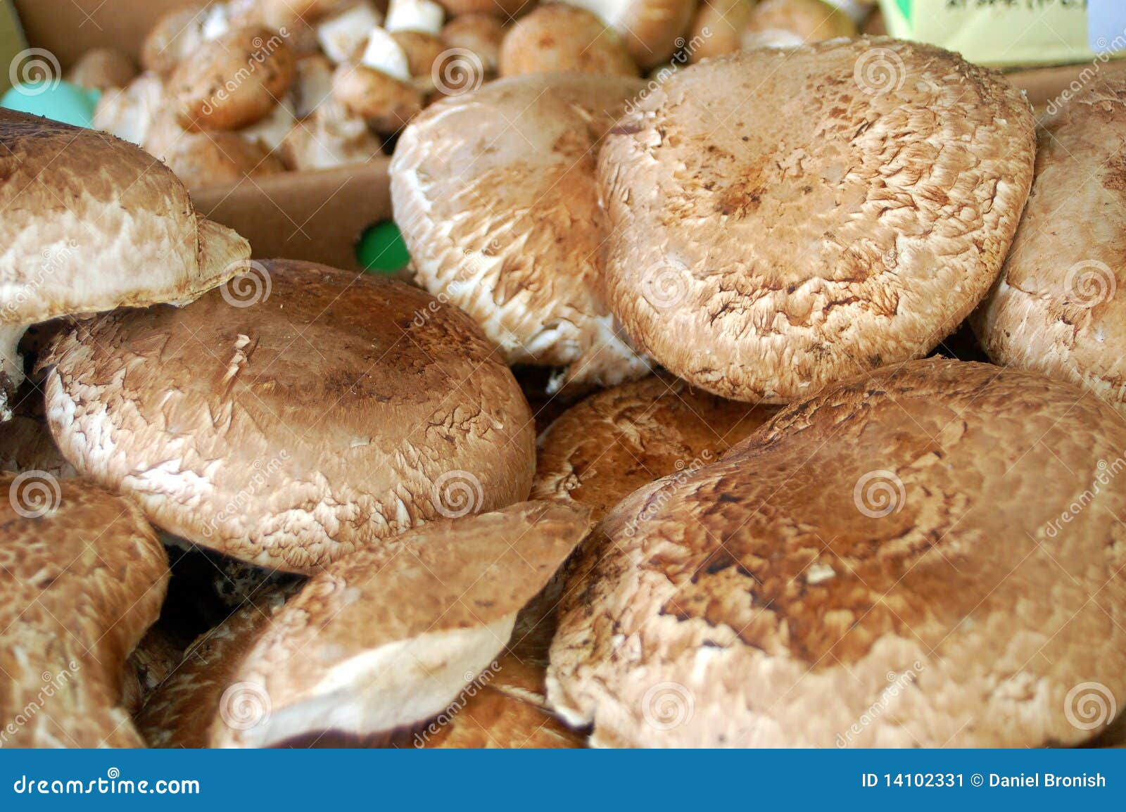 Mushroom Caps stock image. Image of markets, italian - 14102331