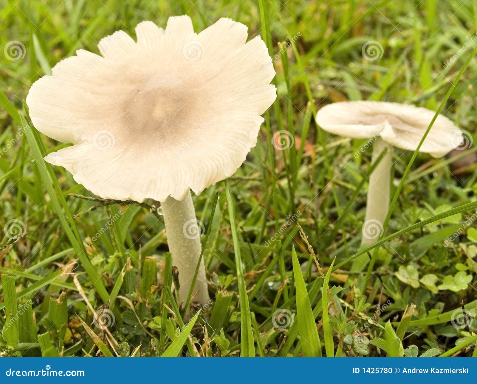 Mushroom Close-up 2 stock photo. Image of nature, outdoors - 1425780
