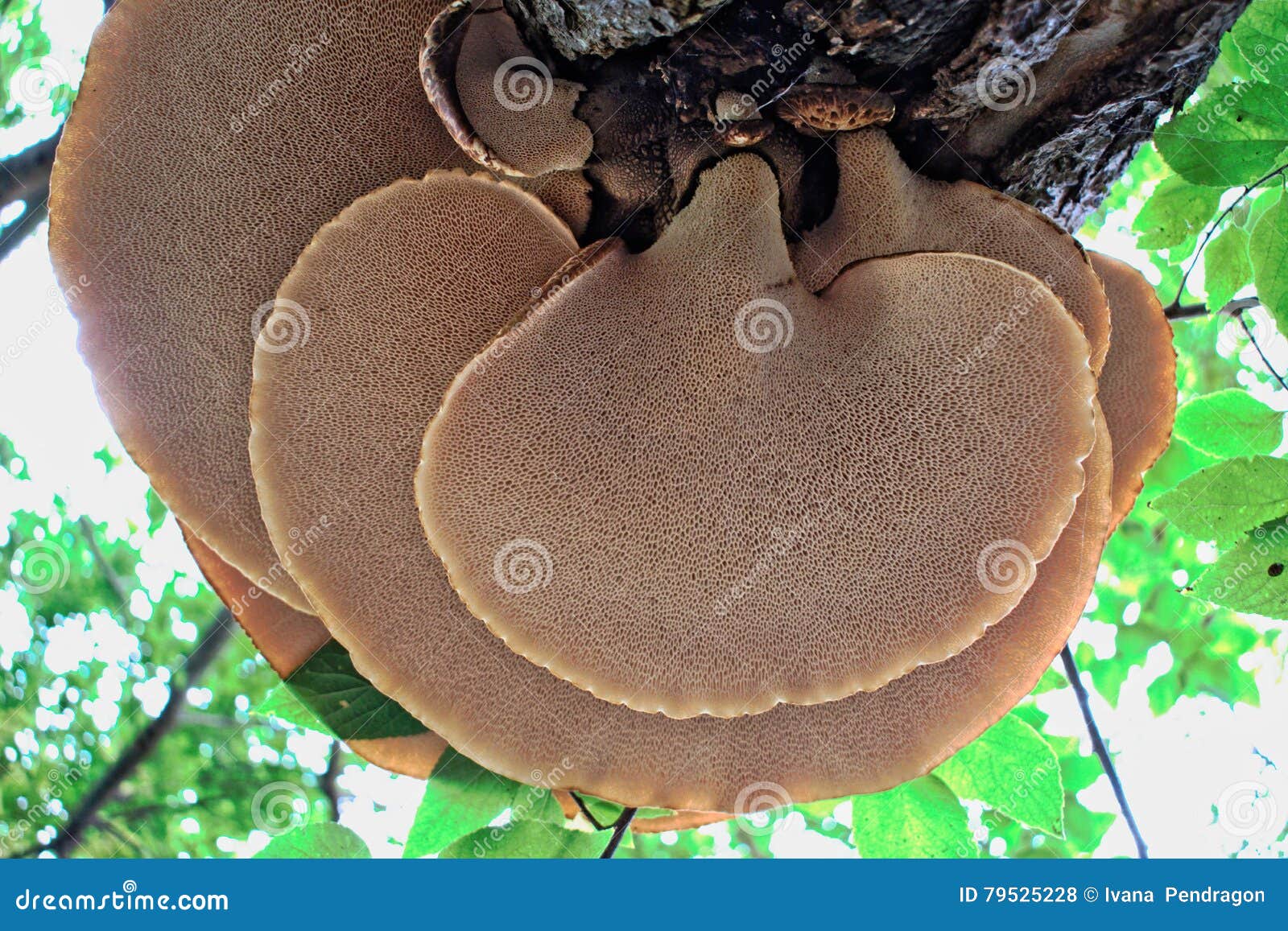 Mushroom stock photo. Image of bottom, fall, bark, brown - 79525228