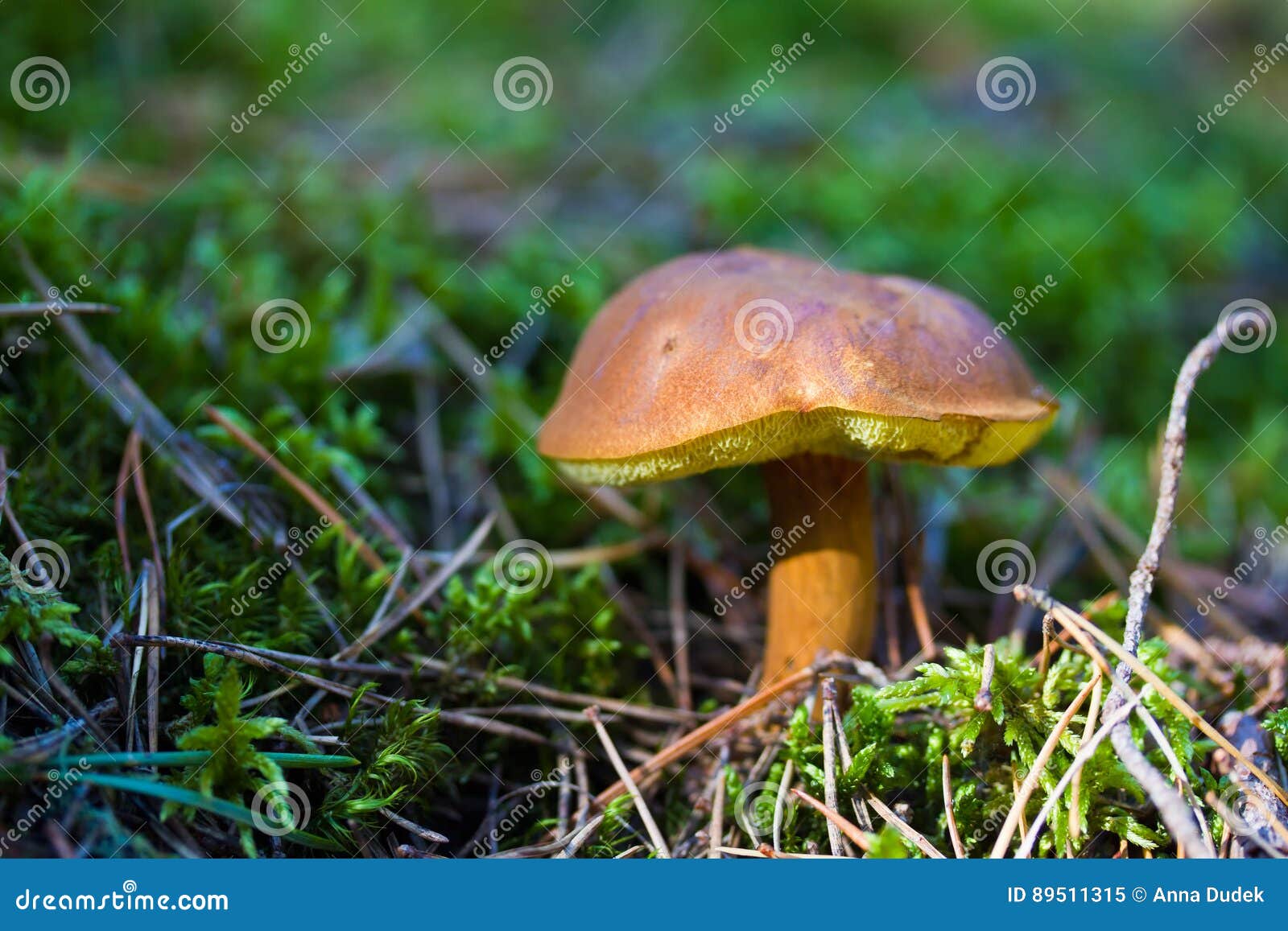 Mushroom closeup stock image. Image of area, ingredient - 89511315
