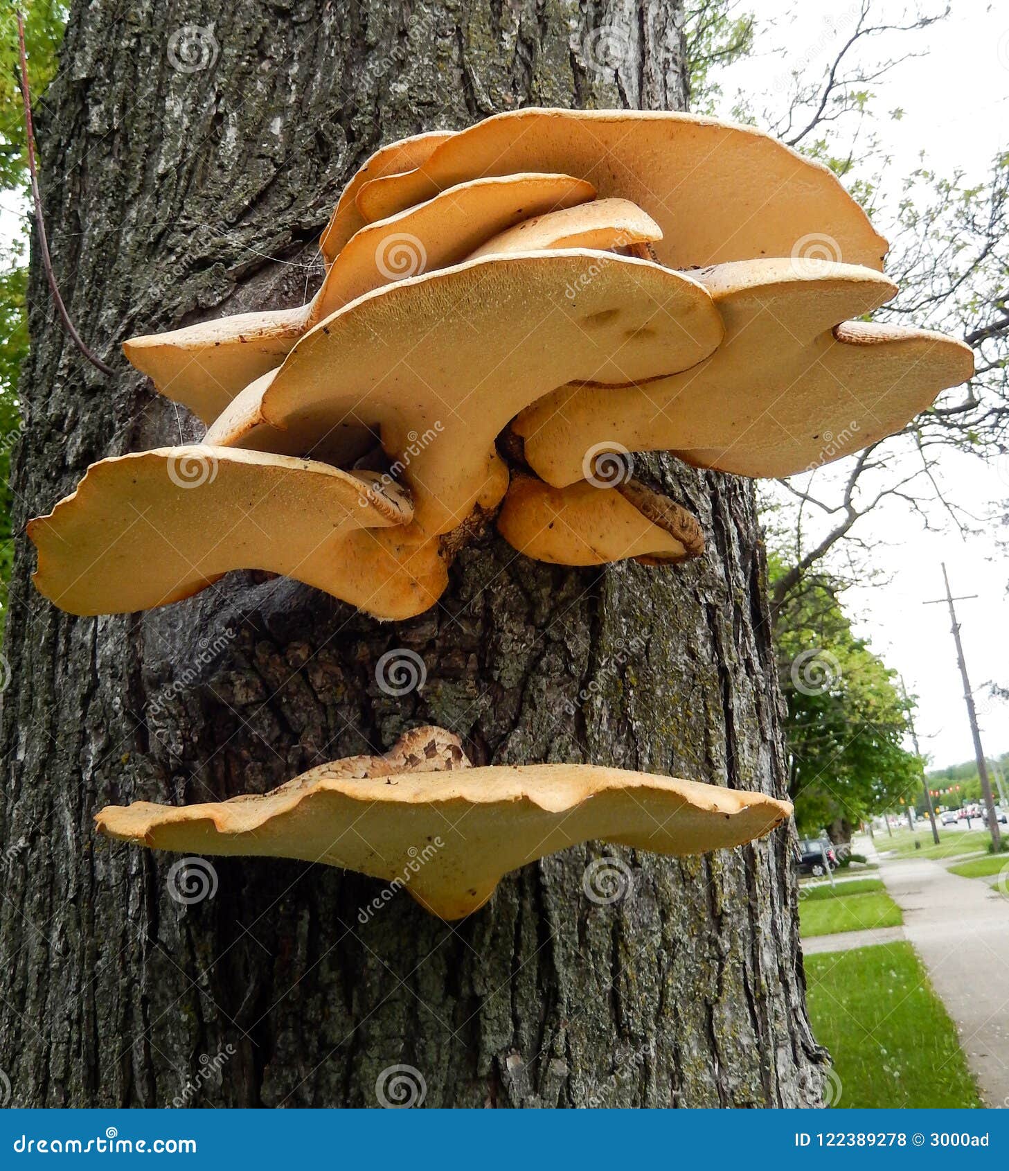 Mushroom Clusters Growing on a Tree Stock Photo - Image of environment ...