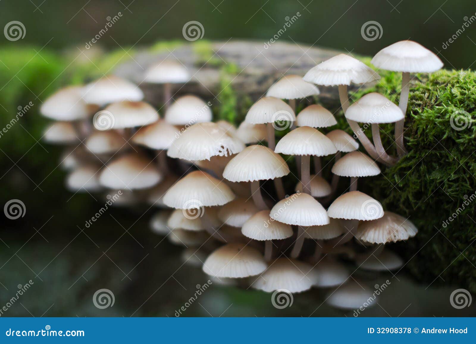 Mushroom Colony Sprouting from Mossy Log Stock Photo - Image of small ...