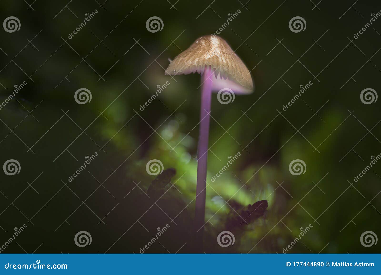 Mushroom with Colored Light Stock Photo - Image of macro, moss: 177444890