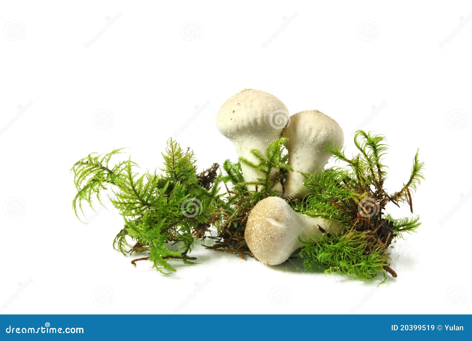 Mushroom - common puffball stock image. Image of studded - 20399519