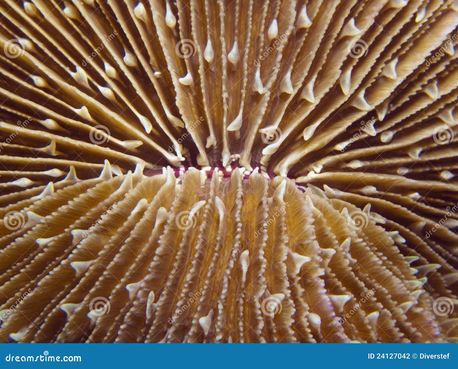 Mushroom Coral - Fungia Sp. Stock Photo - Image of marine, diving: 24127042