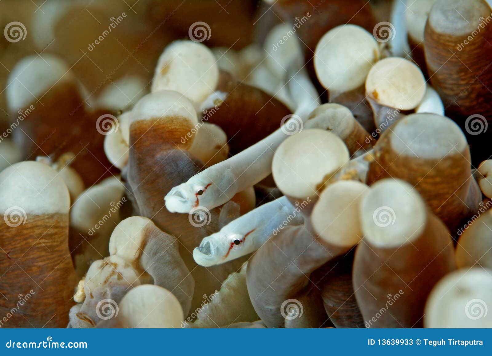 Mushroom coral pipefish stock image. Image of mushroom - 13639933
