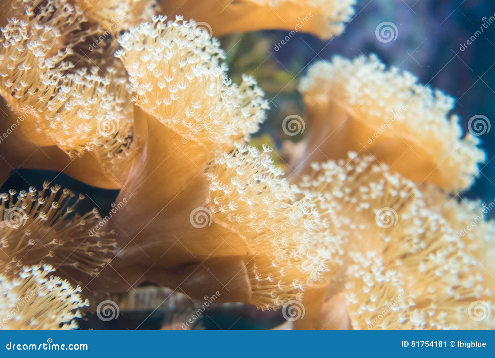 Mushroom Coral Under the Ocean at Thailand Stock Image - Image of color ...