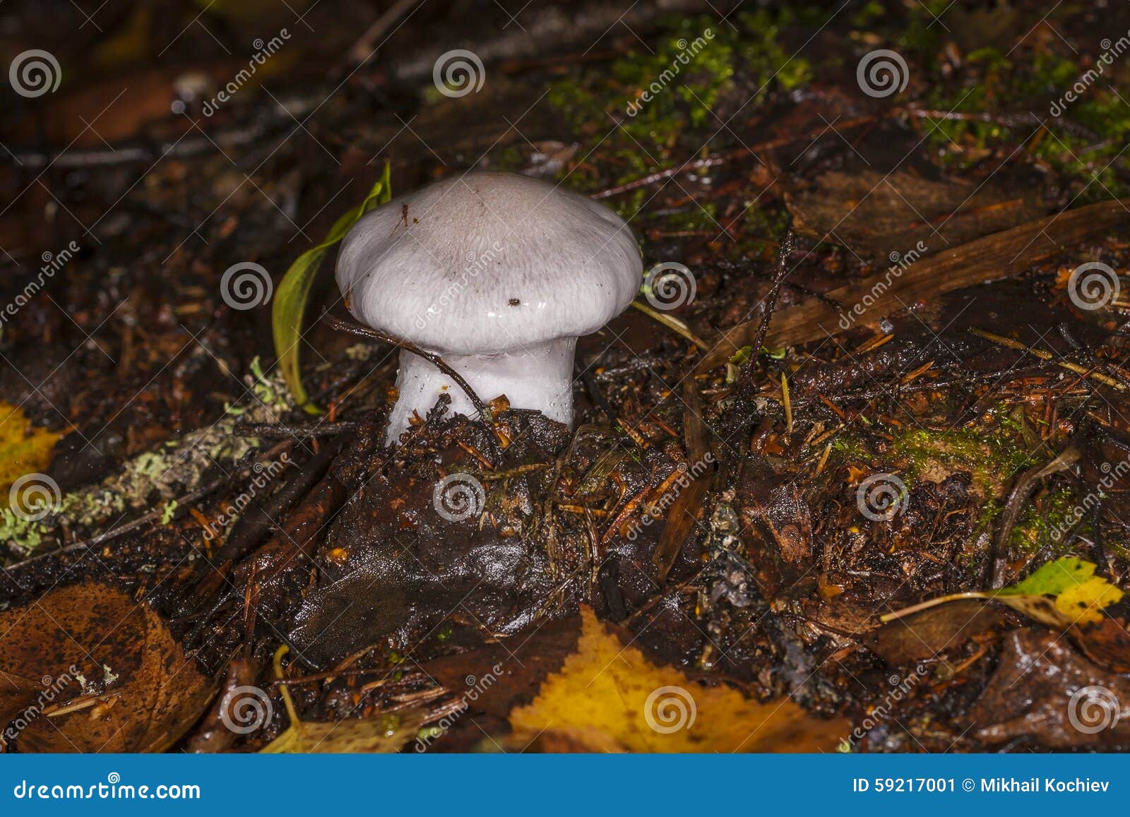 Mushroom Cortinarius Traganus, Also Known As The Gassy Webcap Stock ...