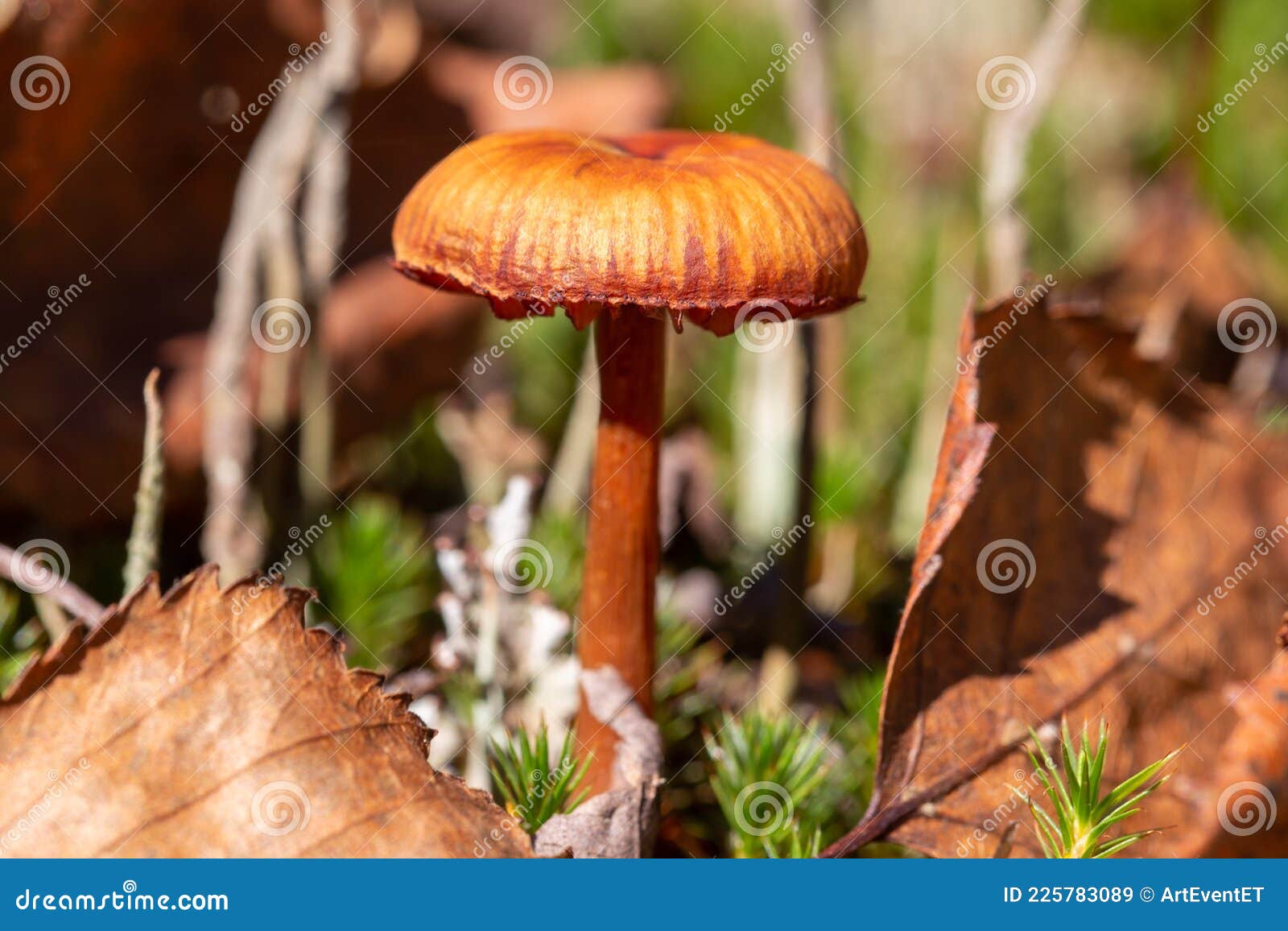 Mushroom Cortinarius Traganus, Also Known As The Gassy Webcap Stock ...