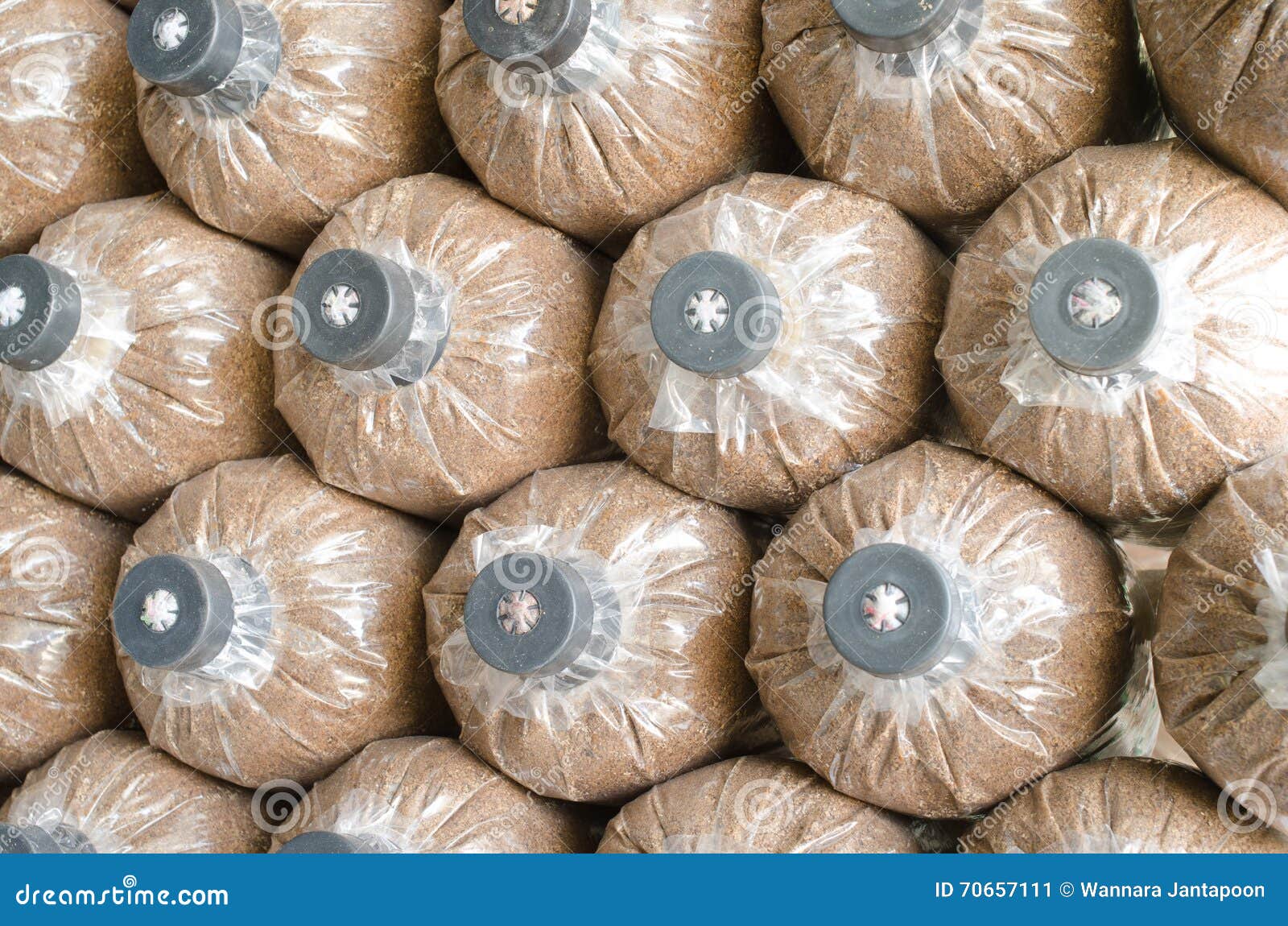 Mushroom stock image. Image of fungi, cube, natural, phoenix - 70657111