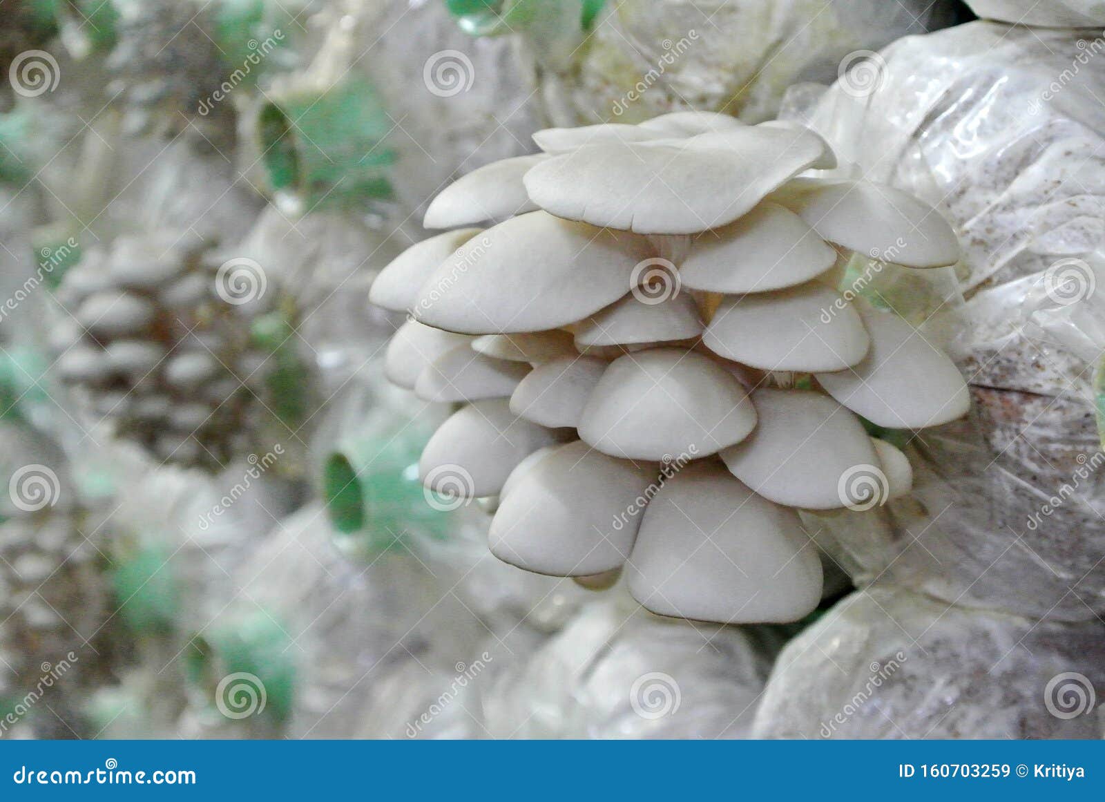 Mushroom Cultivation, Growing in Mushroom Farm Stock Image - Image of ...