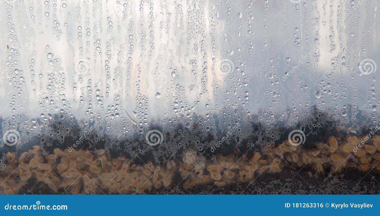 Mushroom Cultivation at Home. Colonization of the Substrate with ...