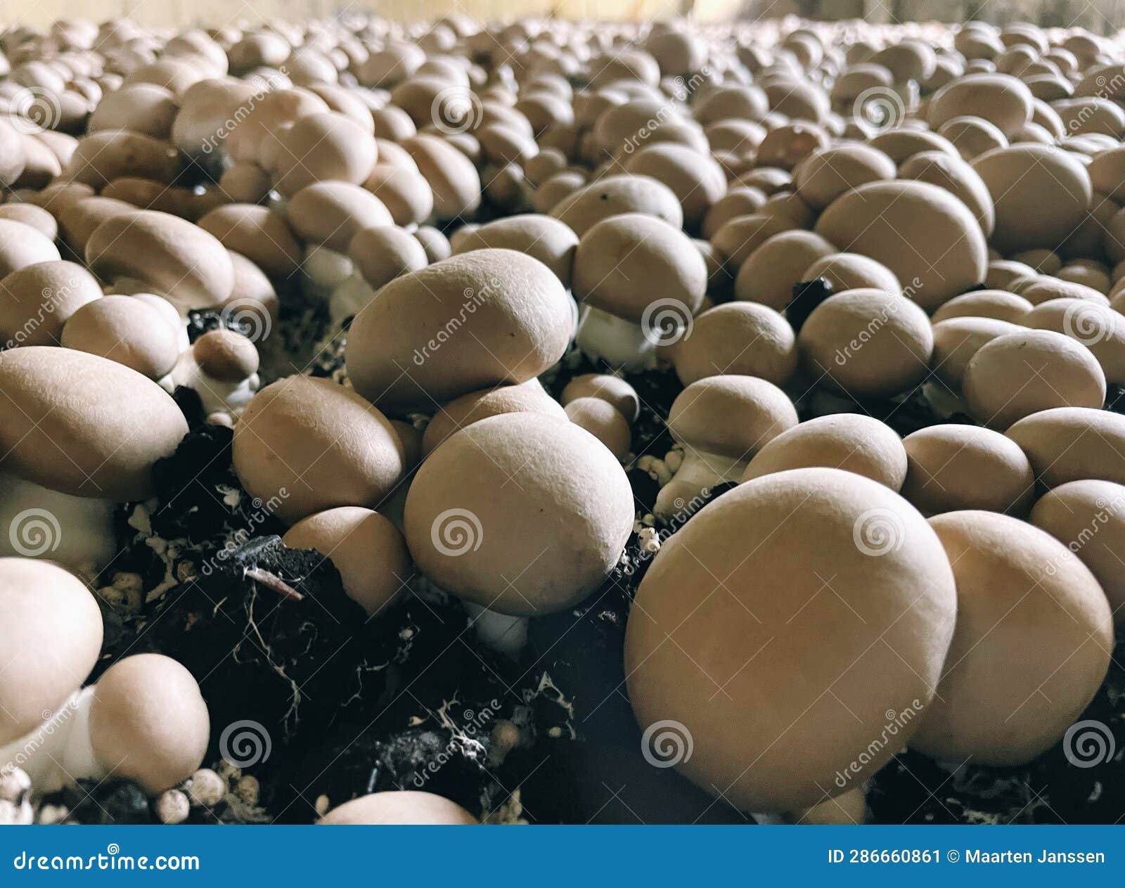 Mushroom cultivation stock image. Image of cultivation - 286660861