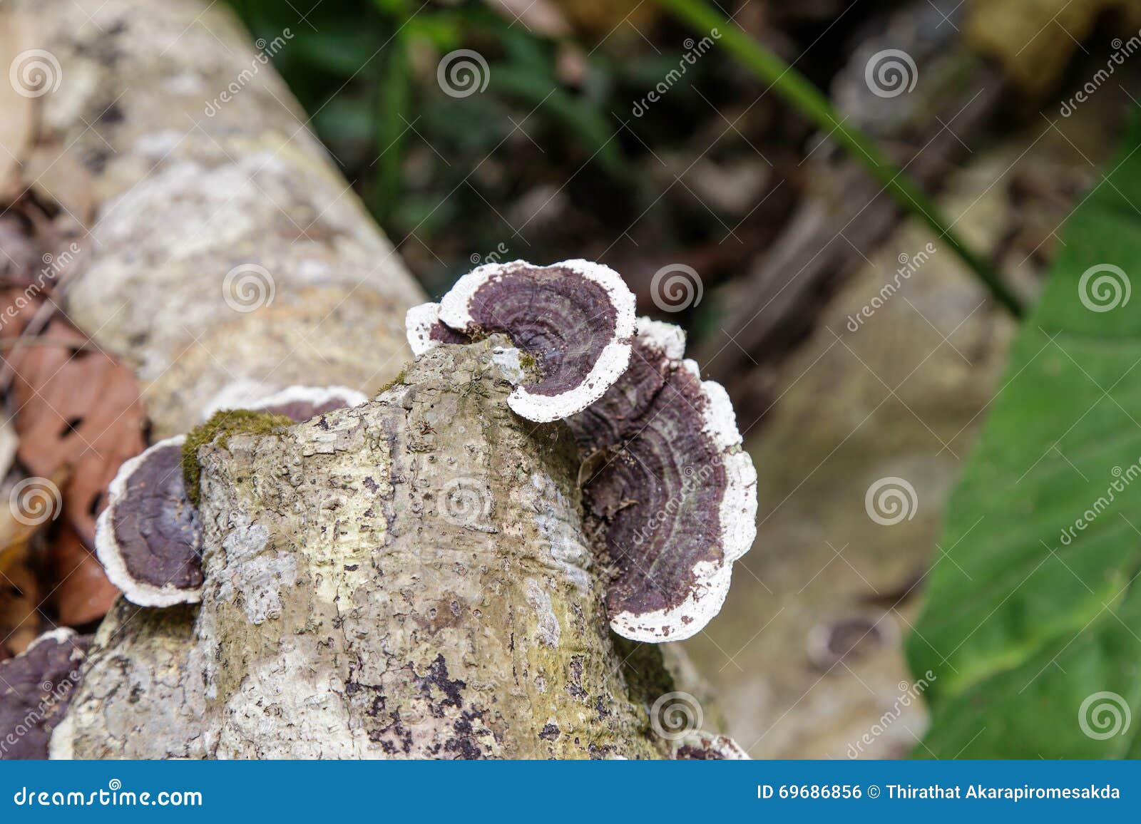 Mushroom on a decay timber stock photo. Image of plant - 69686856