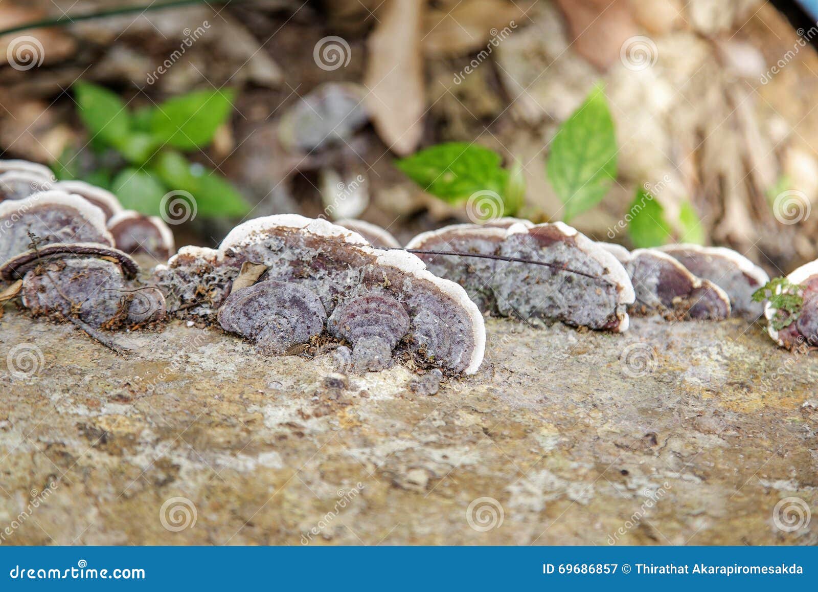 Mushroom on a decay timber stock image. Image of woodland - 69686857