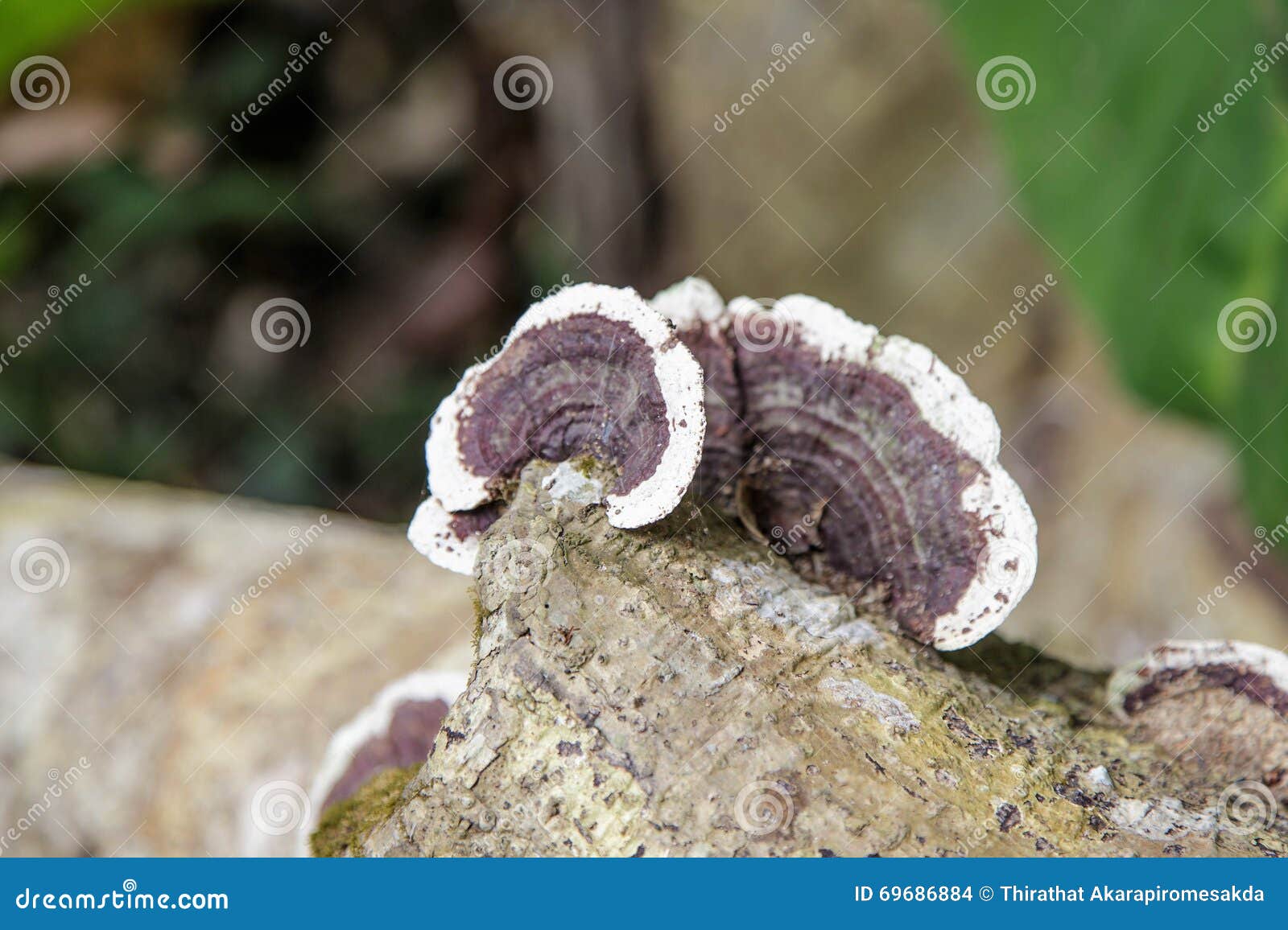Mushroom on a decay timber stock photo. Image of wood - 69686884