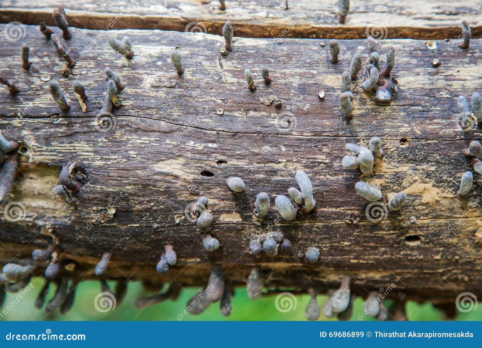 Mushroom on a decay timber stock image. Image of forest - 69686899