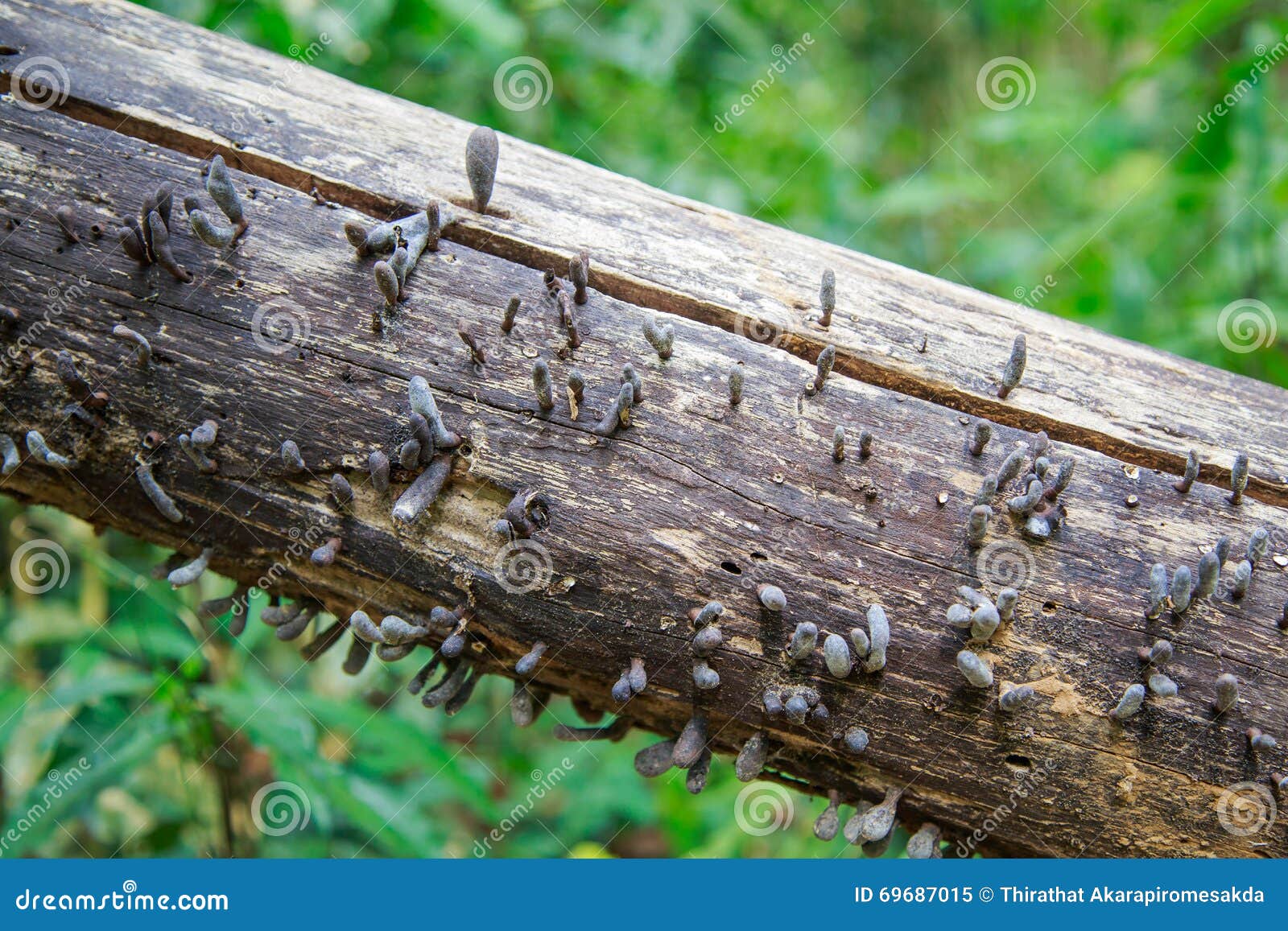 Mushroom on a decay timber stock image. Image of orange - 69687015