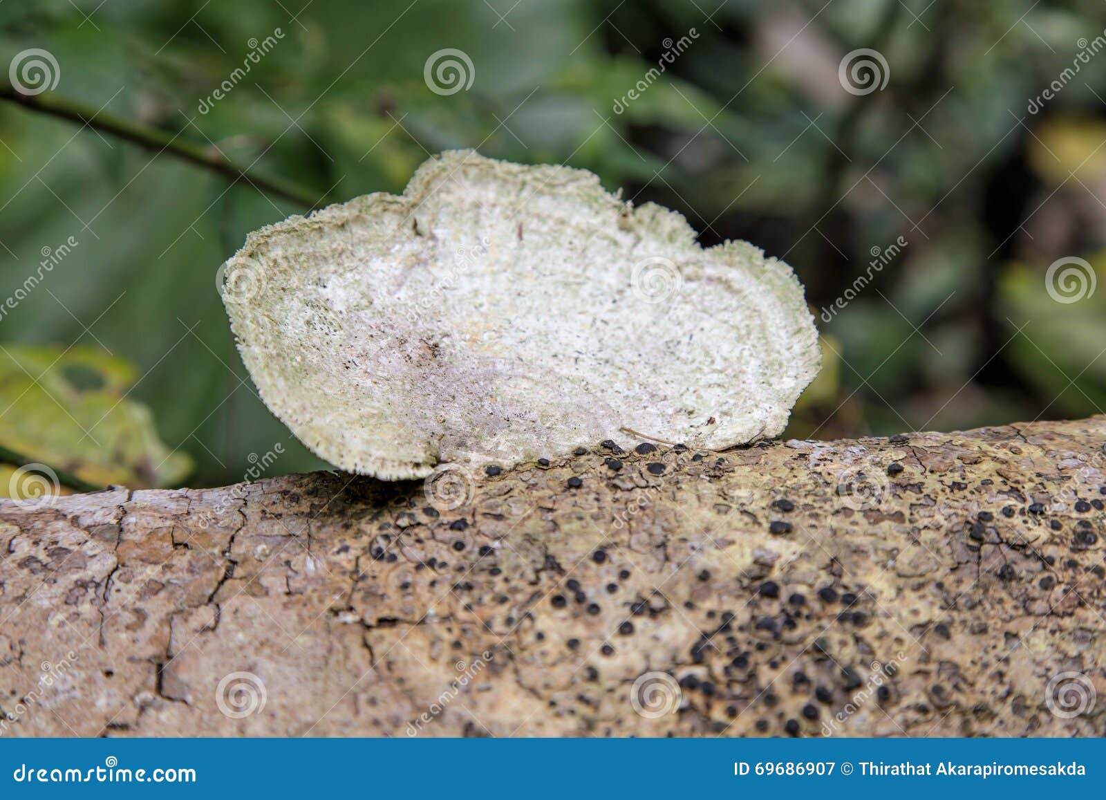 Mushroom on a Decayed Timber Stock Image - Image of nature, tree: 69686907