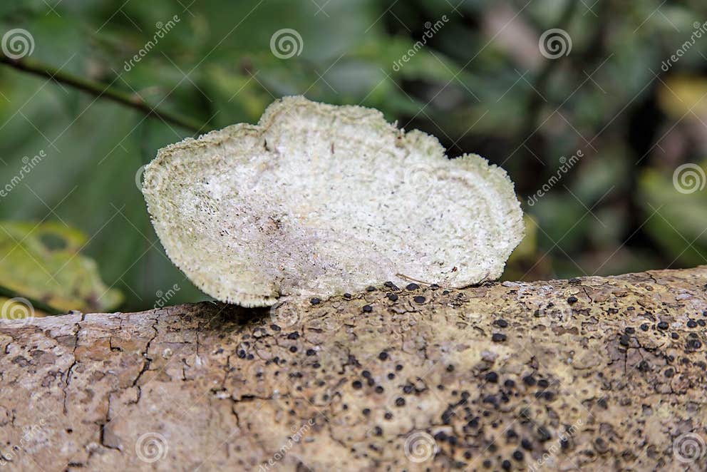 Mushroom on a Decayed Timber Stock Image - Image of nature, tree: 69686907