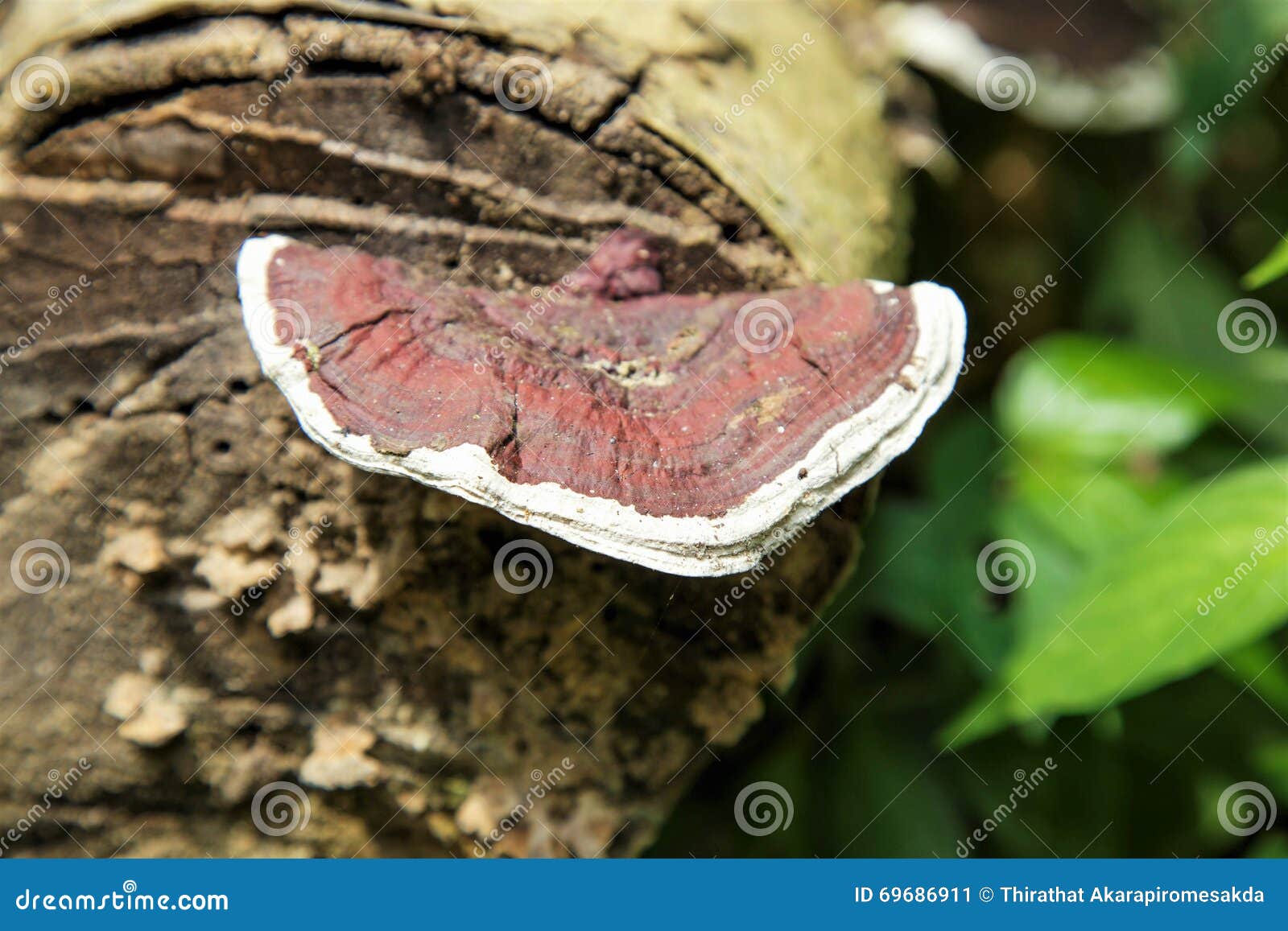 Mushroom on a Decayed Timber Stock Image - Image of natural, damp: 69686911