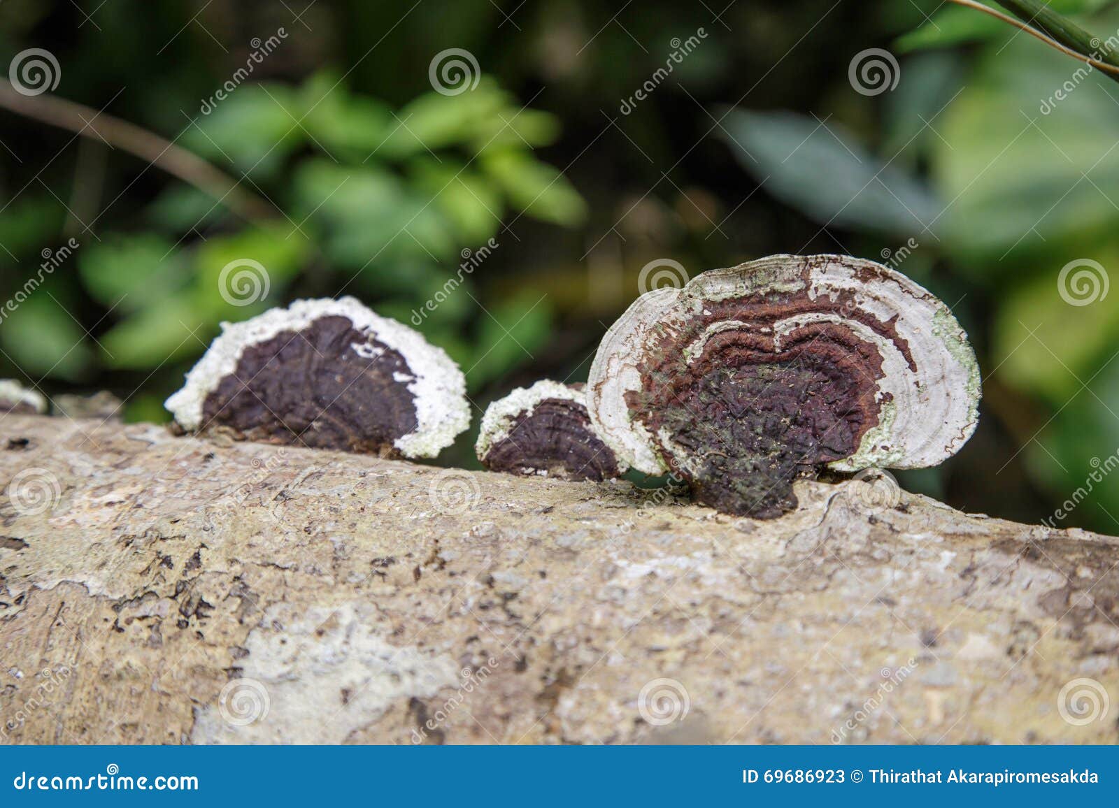 Mushroom on a Decayed Timber Stock Image - Image of timber, tree: 69686923